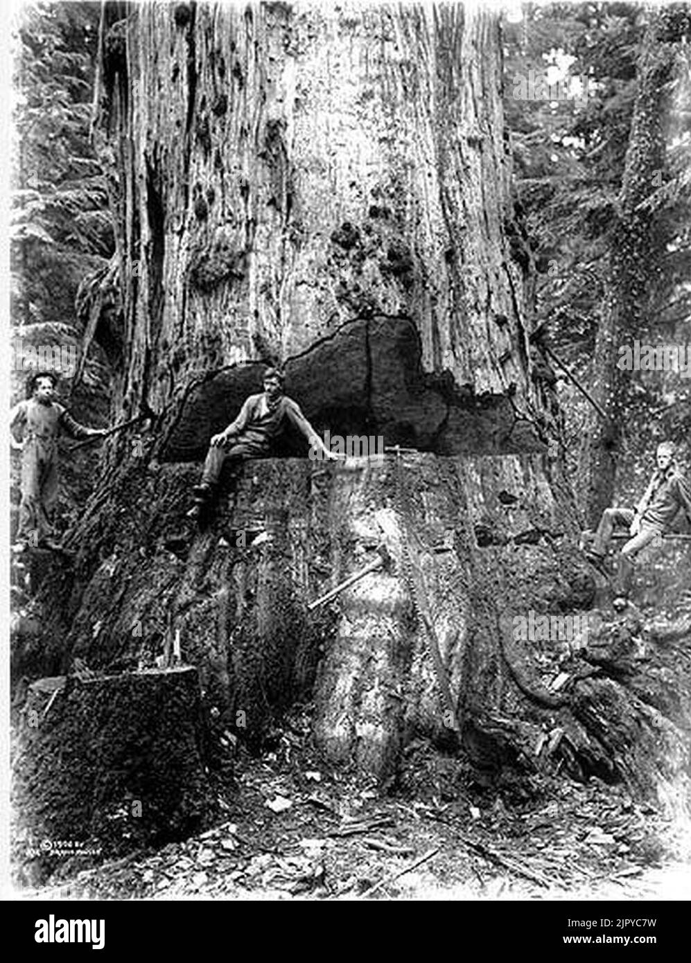 Three loggers felling a cedar with crosscut saw and felling axes ...