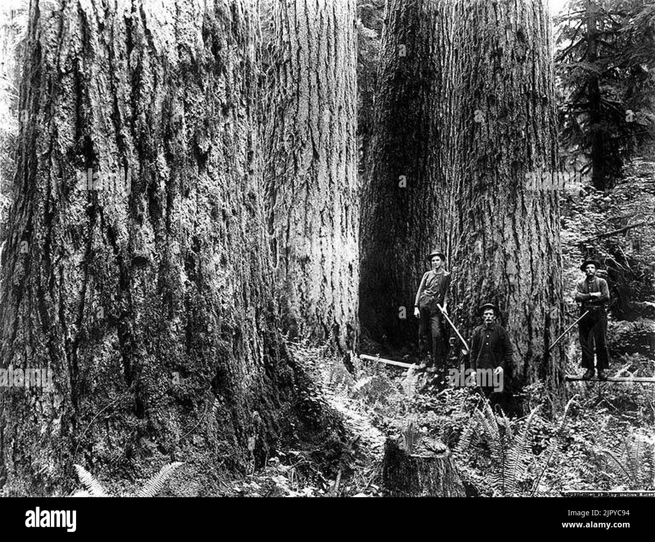Three loggers on springboards with felling axes among fir trees ...
