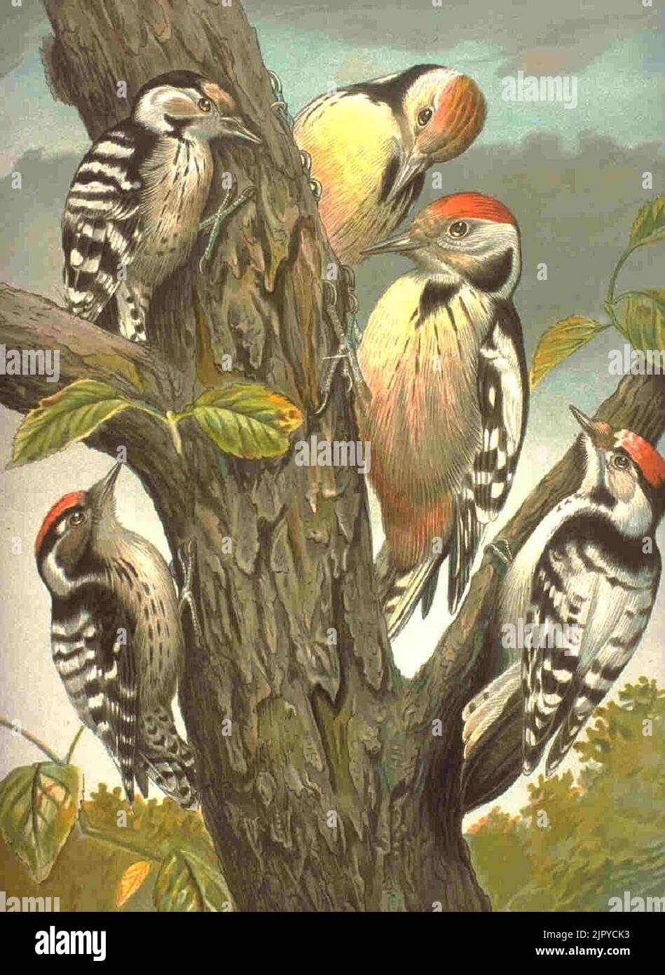 Three Picoides Species by Naumann Stock Photo - Alamy