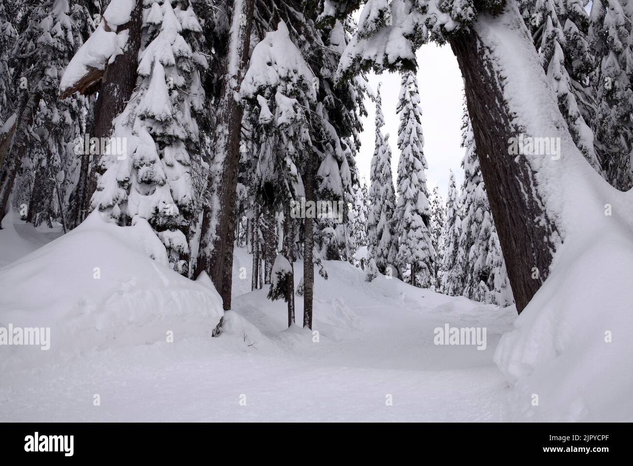 Washington christmas tree snow hi-res stock photography and images - Alamy