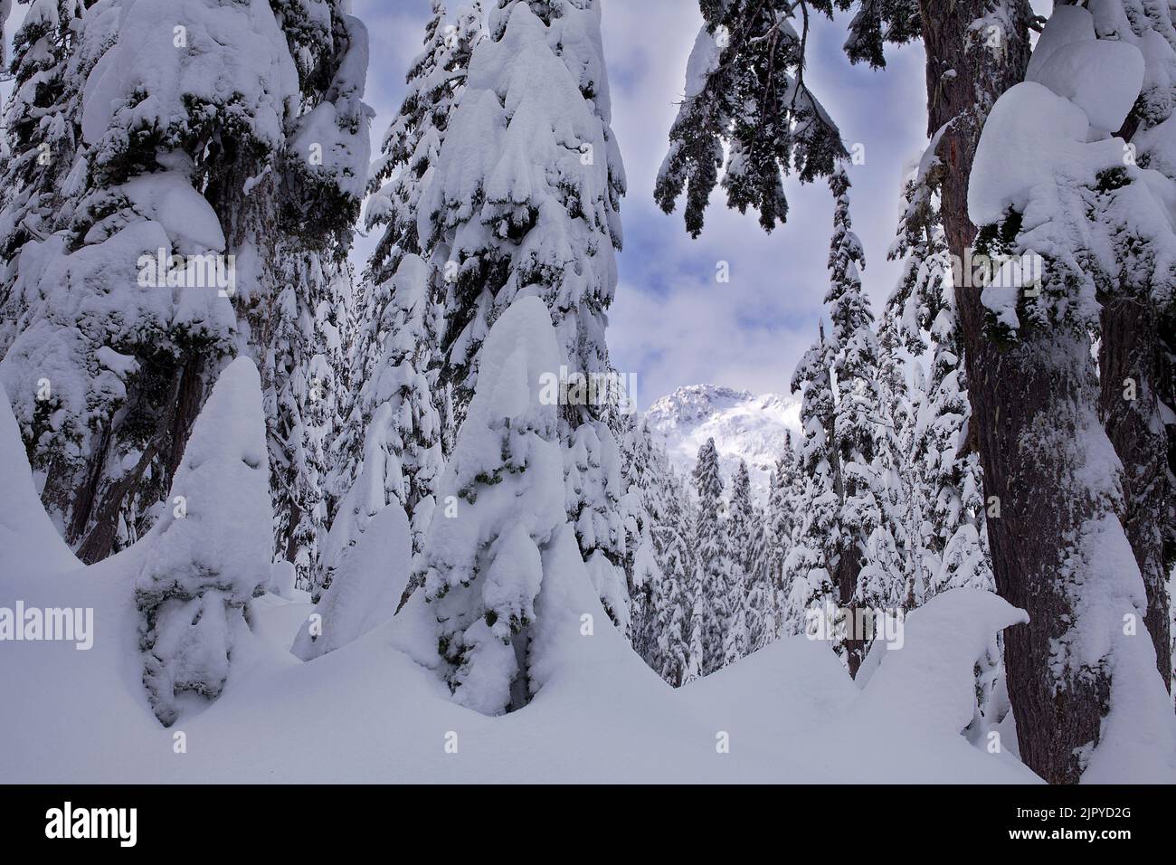 Beautiful winter wonderland scene with snow-covered evergreen trees in ...