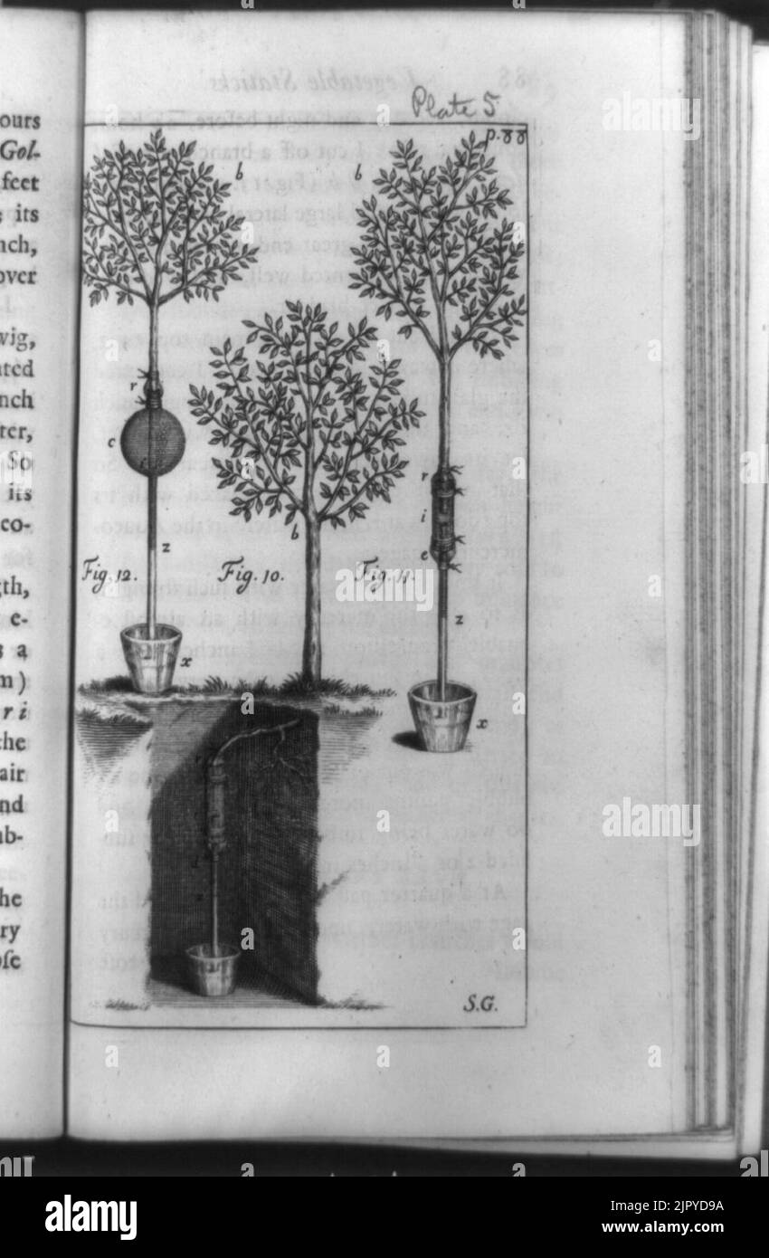 Three trees undergoing plant physiology experiments, including ...