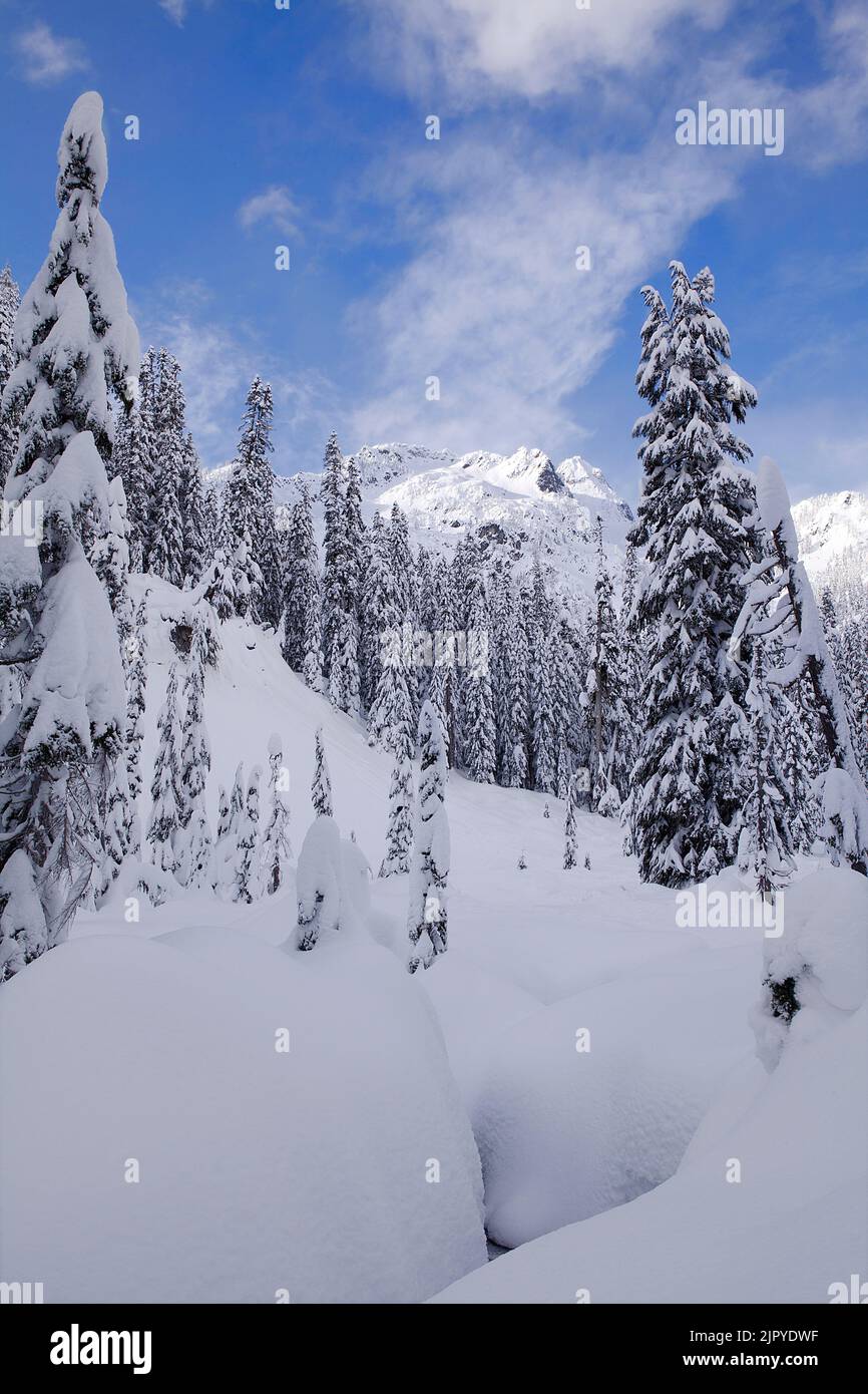 Vertical view of winter wonderland scene of snow-covered evergreen ...