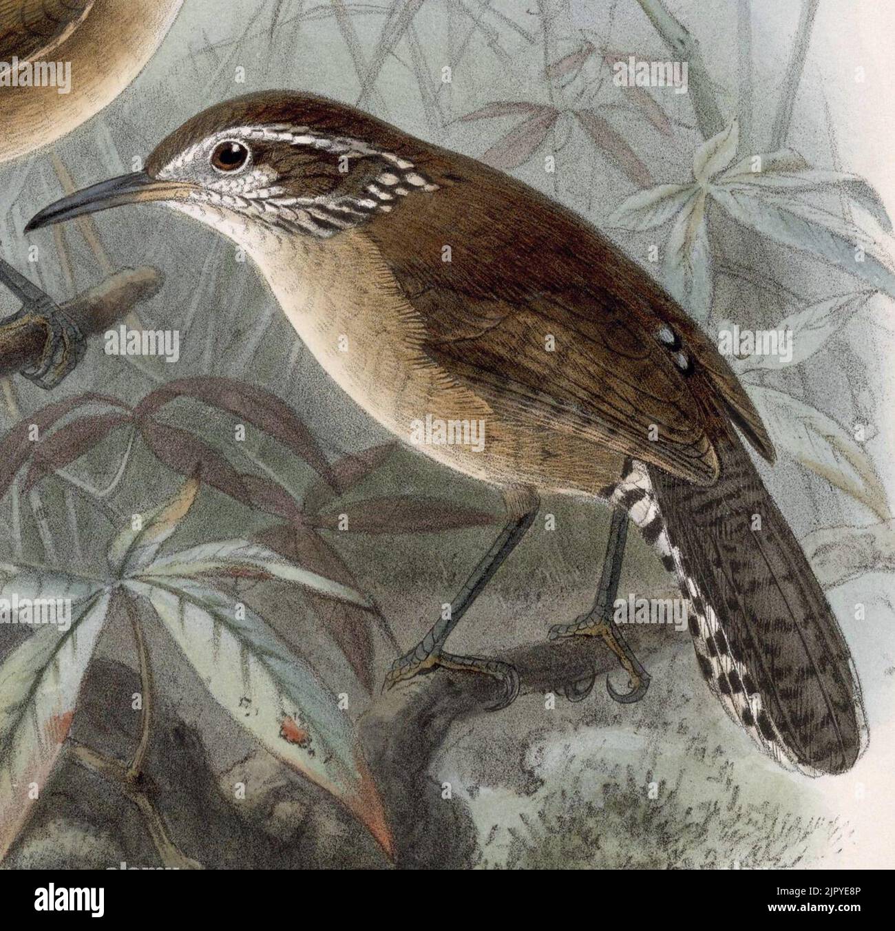 Albinucha hi-res stock photography and images - Alamy