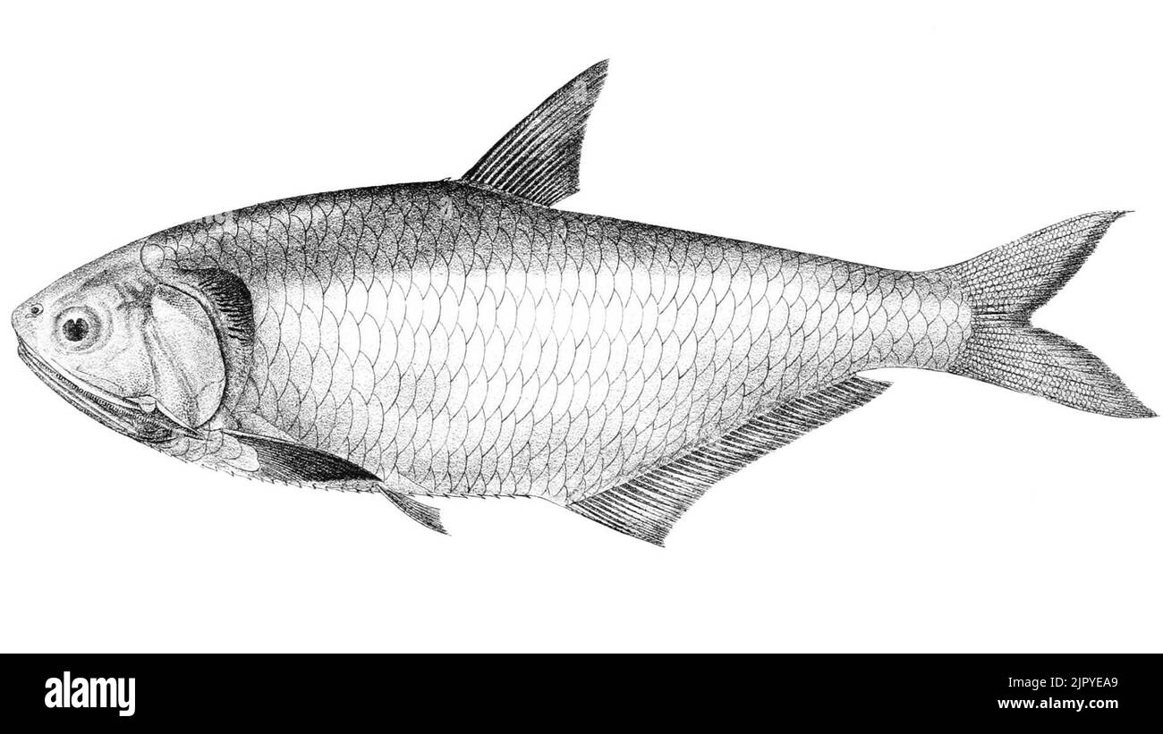 Thryssa malabarica Cut Out Stock Images & Pictures - Alamy
