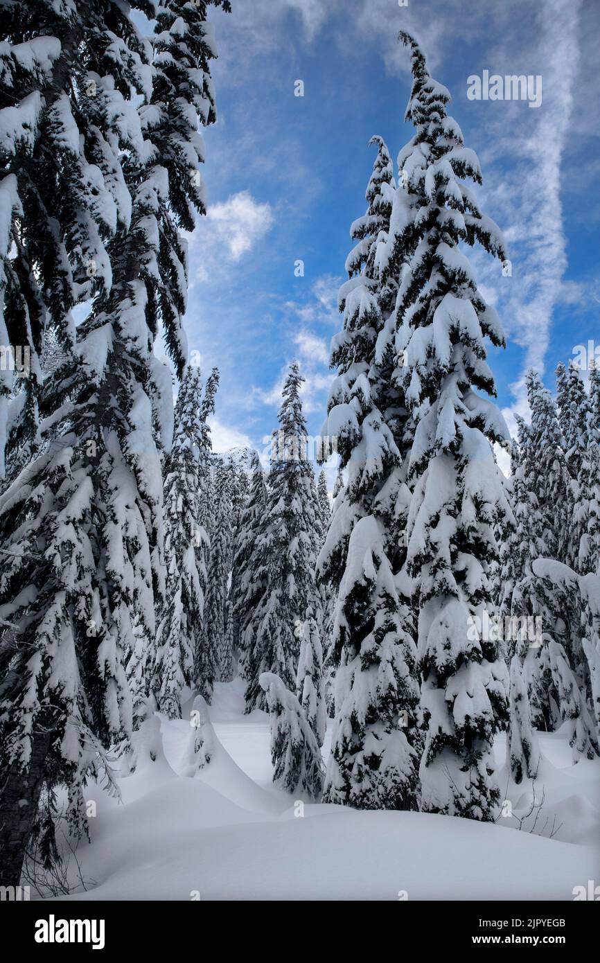 Vertical view of winter wonderland scene of snow-covered evergreen ...