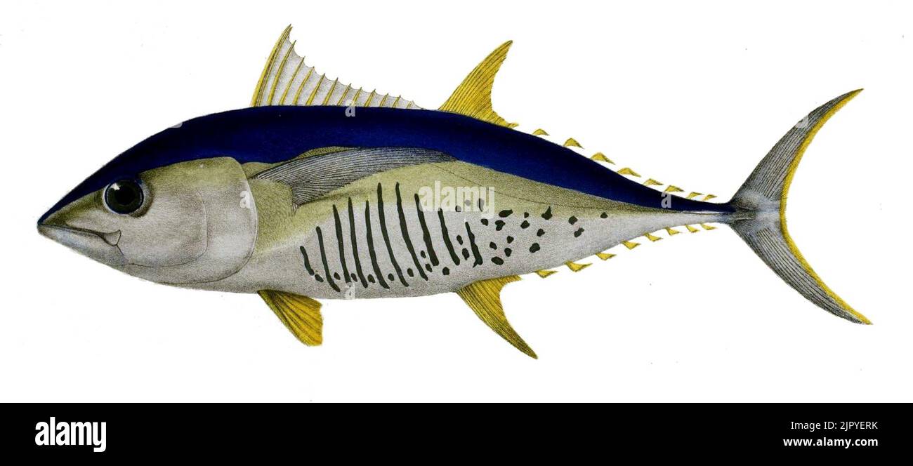 Thunnus alalunga hi-res stock photography and images - Alamy