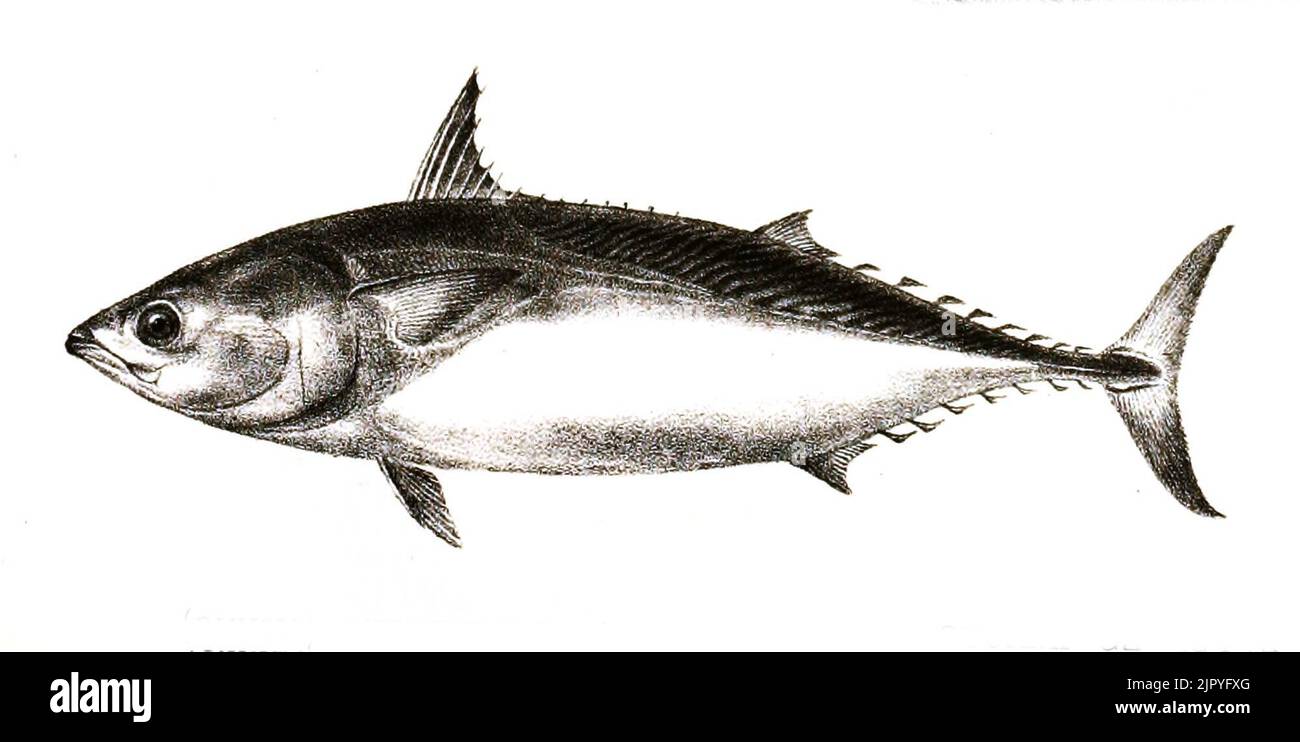 Thynnus thunnina Ford 54 Stock Photo - Alamy