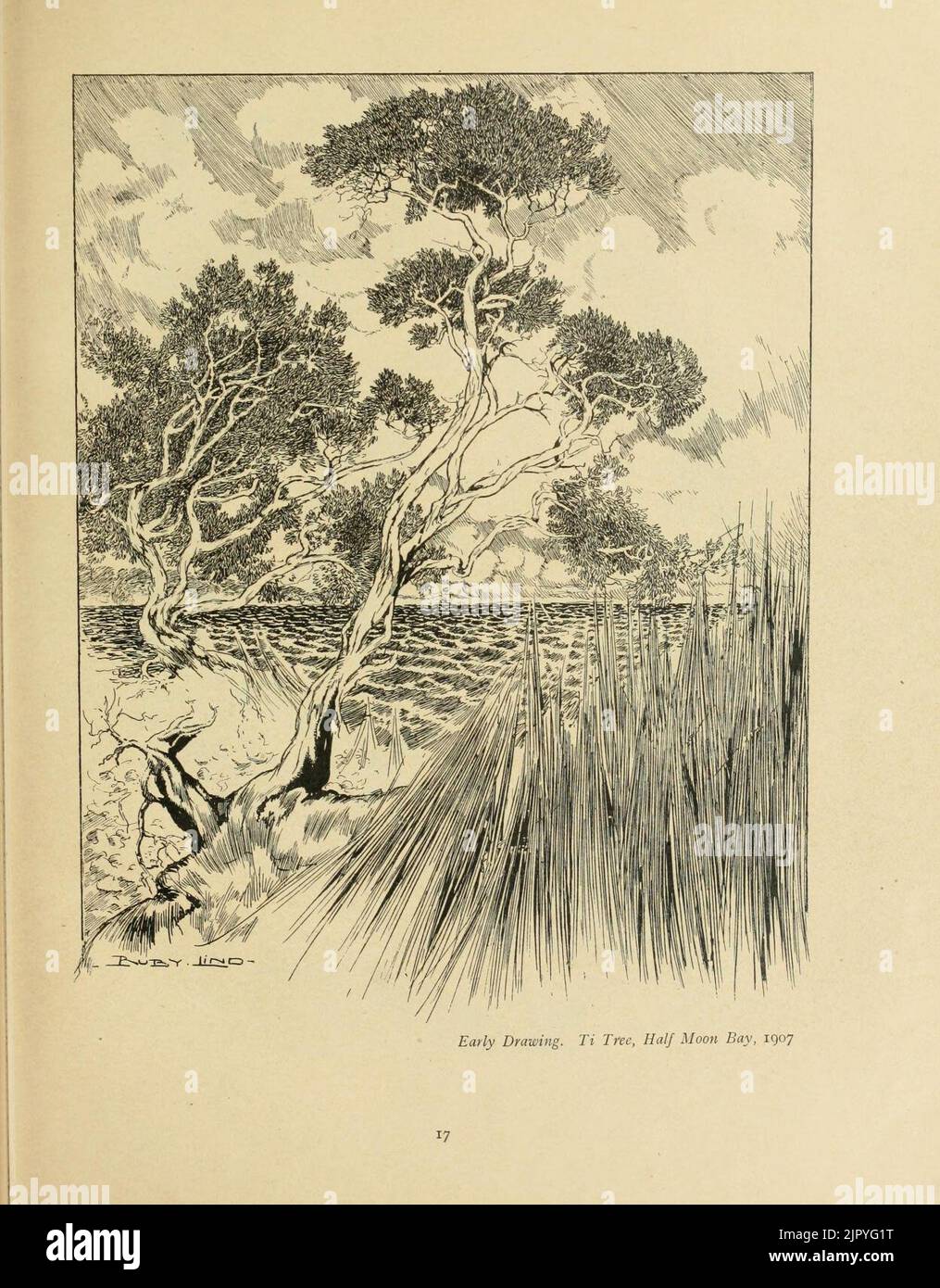 Ti Tree, Half Moon Bay, 1907, Ruby Lindsay Stock Photo - Alamy