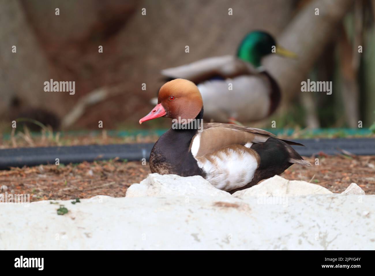 Sitting ducks hi-res stock photography and images - Alamy
