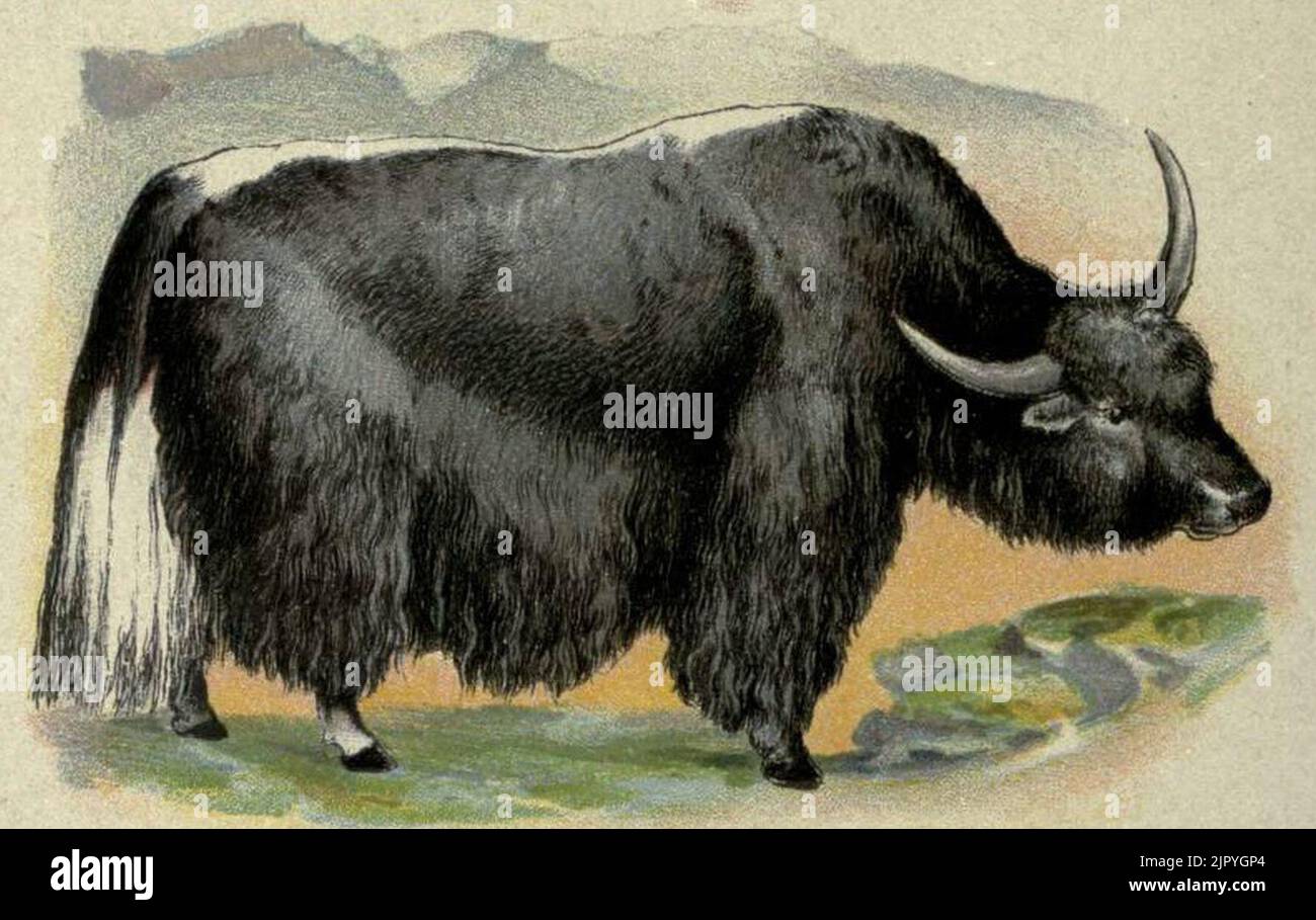 Tibet Yak from The Handy Natural History in 1910 (Coloured Plate XIX ...