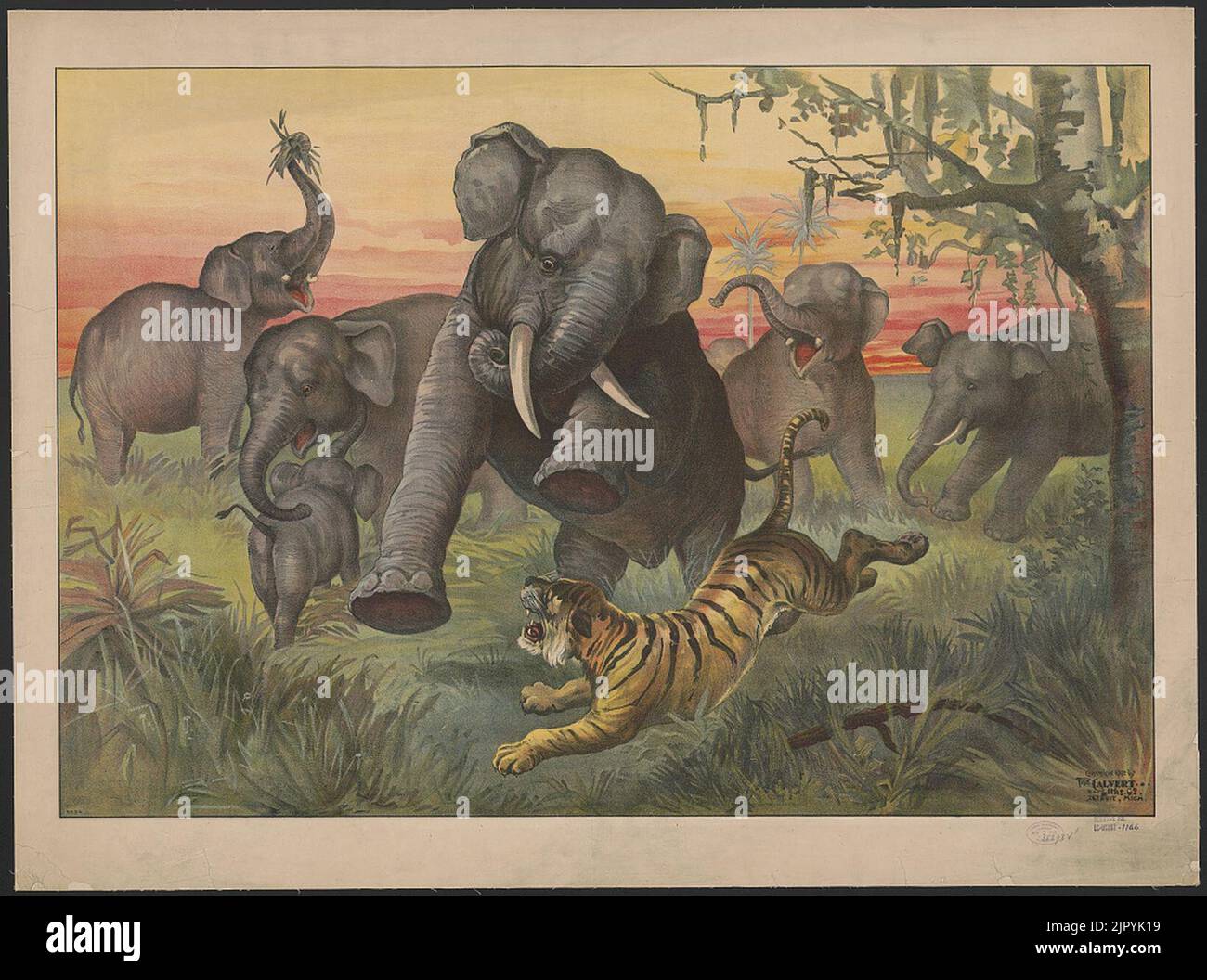 Tiger attacking herd of wild elephants Stock Photo - Alamy