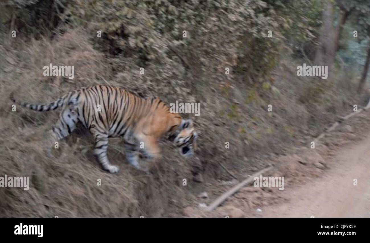 Tigers in the Sariska Tiger Reserve Stock Photo - Alamy