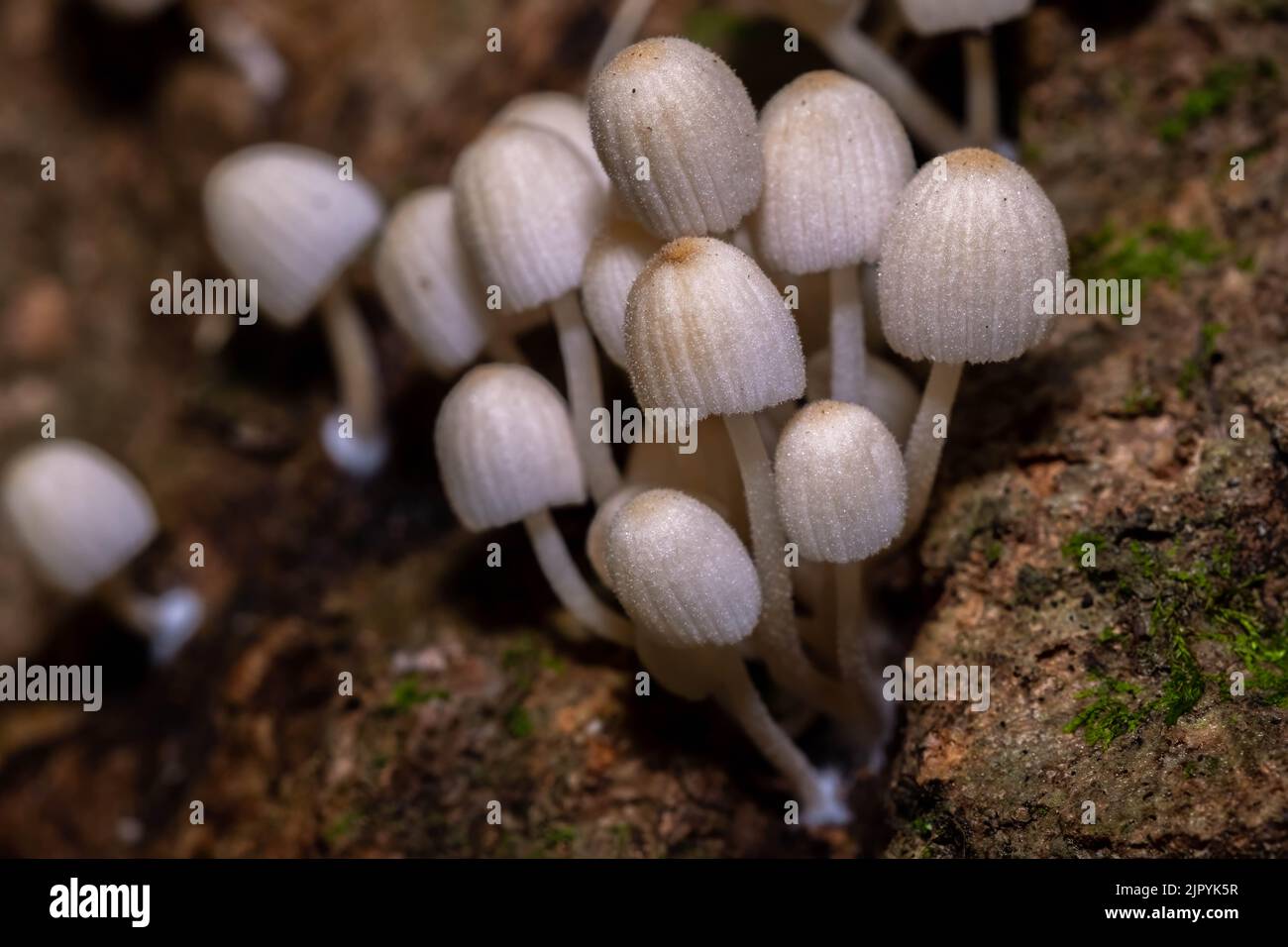 A cluster of Trooping Crumble Cap or Fairy Inkcap (Coprinellus ...