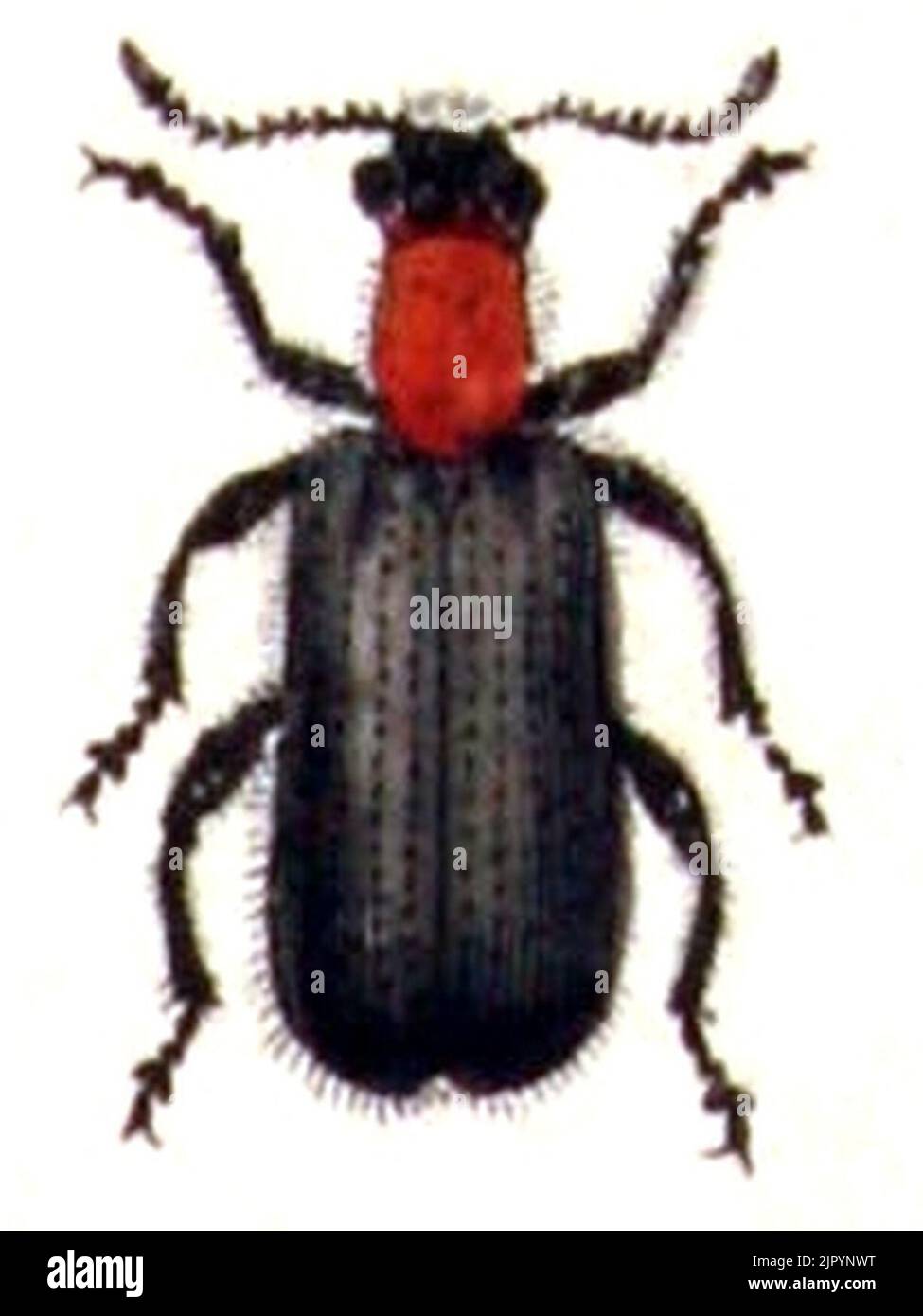 Tillus elongatus hi-res stock photography and images - Alamy