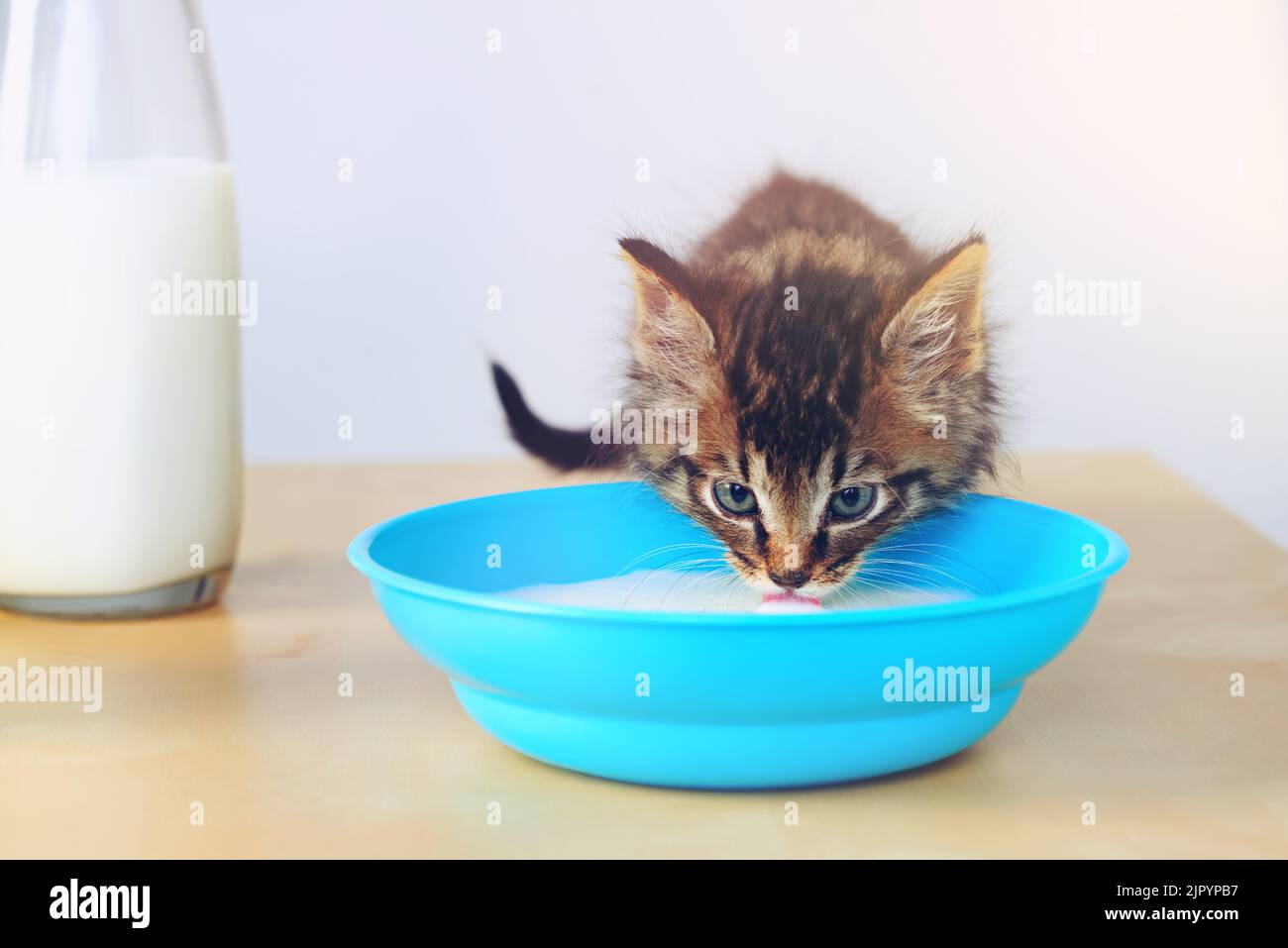 Kitten drinking milk hi-res stock photography and images - Alamy