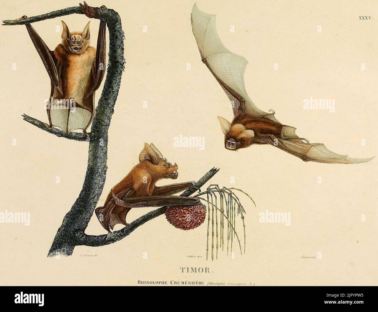 Timor roundleaf bat Stock Photo - Alamy