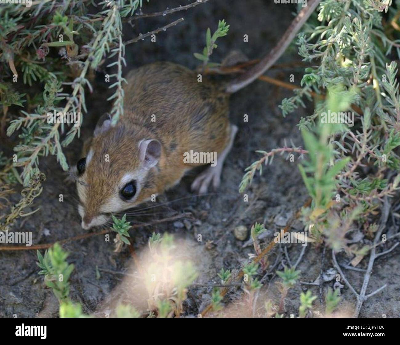 Dipodomys nitratoides nitratoides hi-res stock photography and images ...