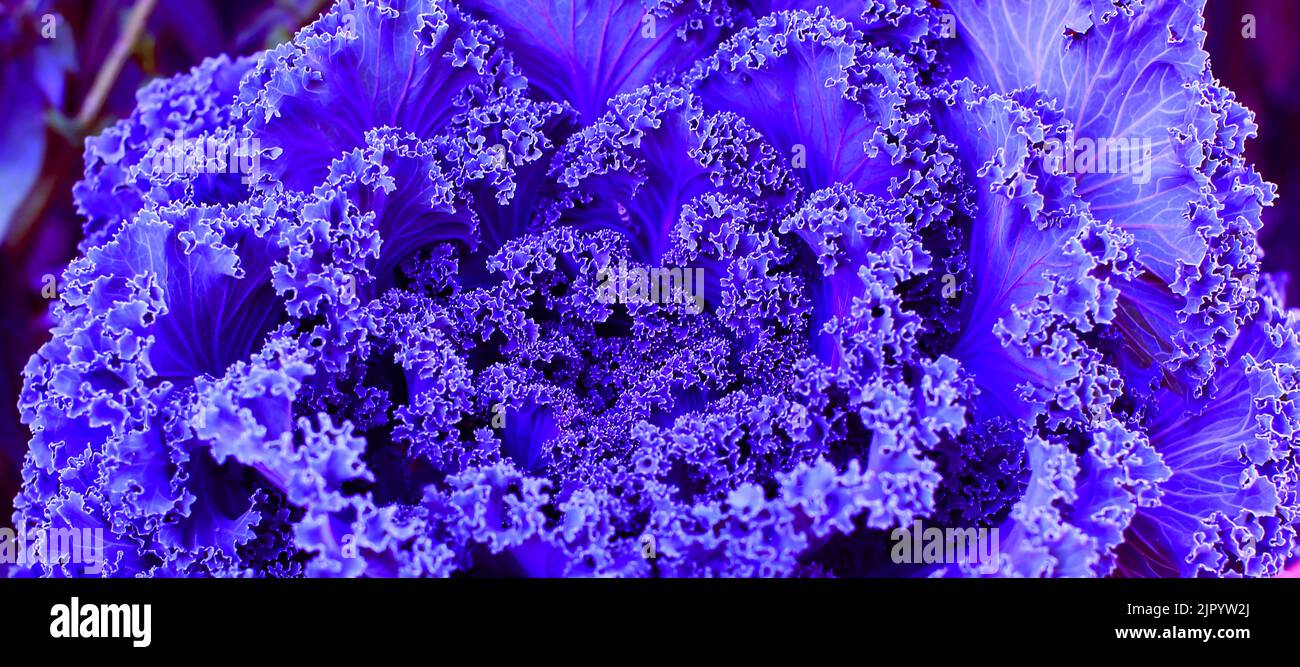 Beautiful cabbage in blue color. Perfect background for your design ...