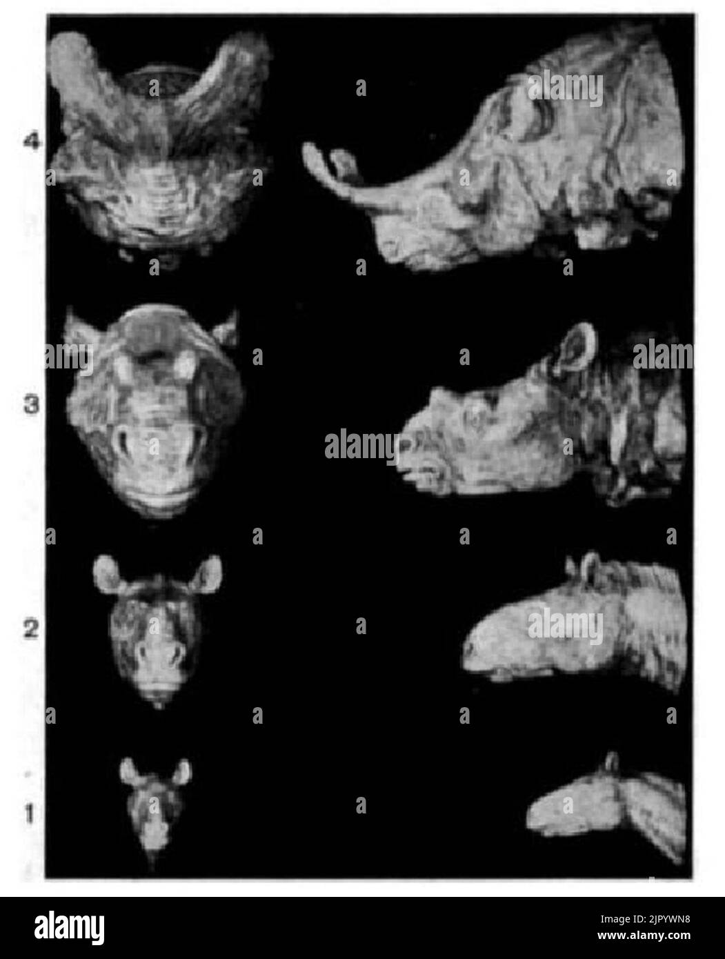 Titanothere hi-res stock photography and images - Alamy