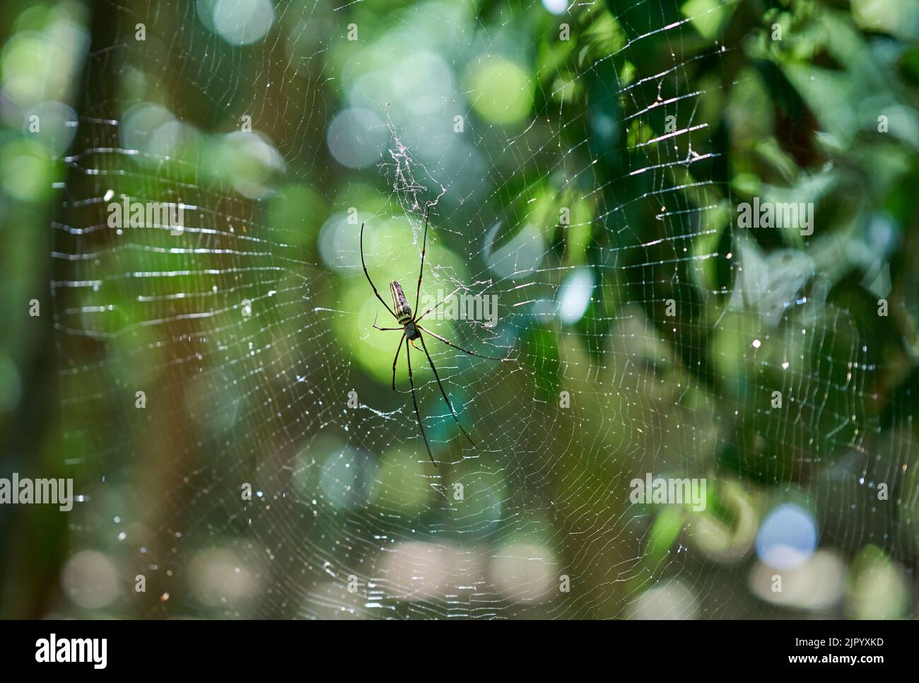 A large spider in a web in a green forest Stock Photo - Alamy