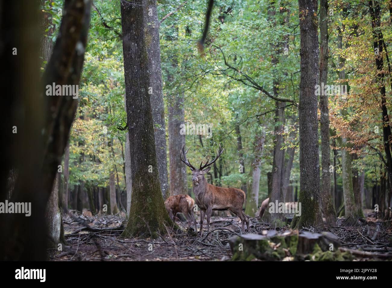 Red deers in the woods with greebeautifuln trees and chopped branches ...