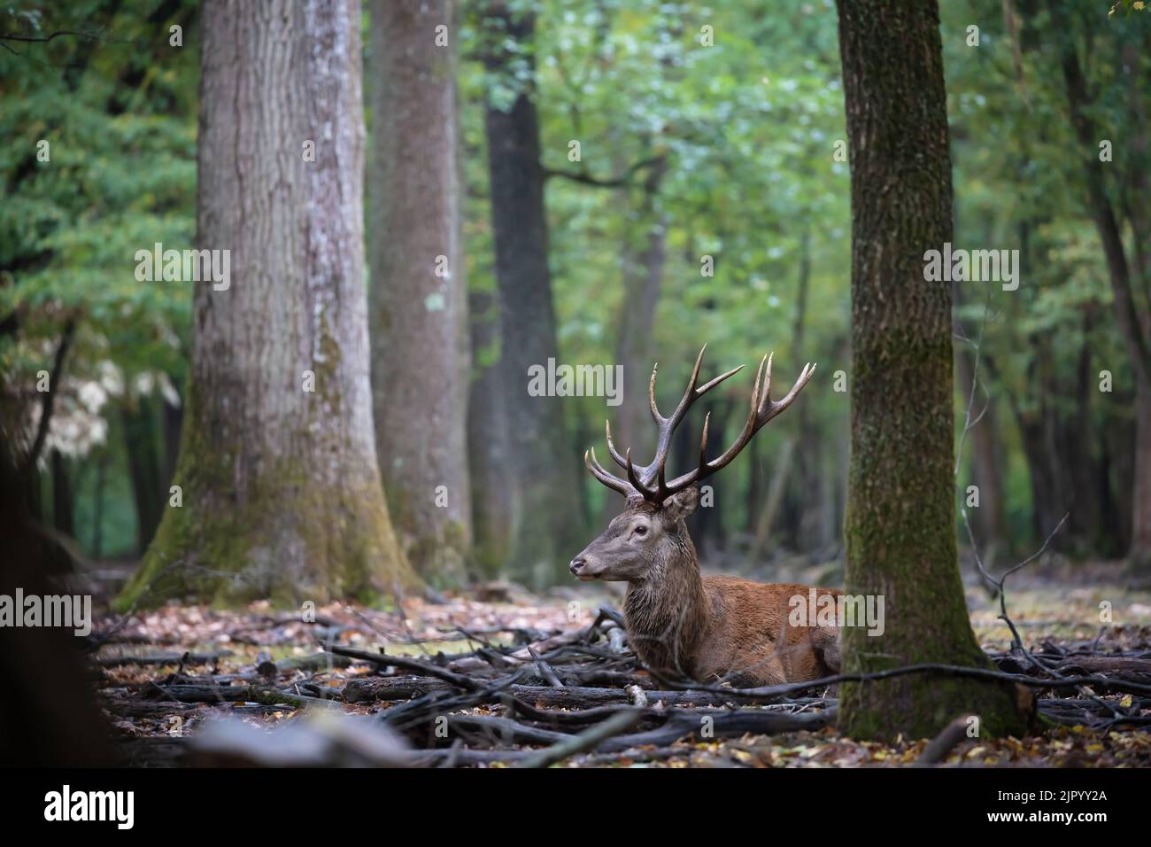 Red deer in the woods with trees and chopped branches around Stock ...