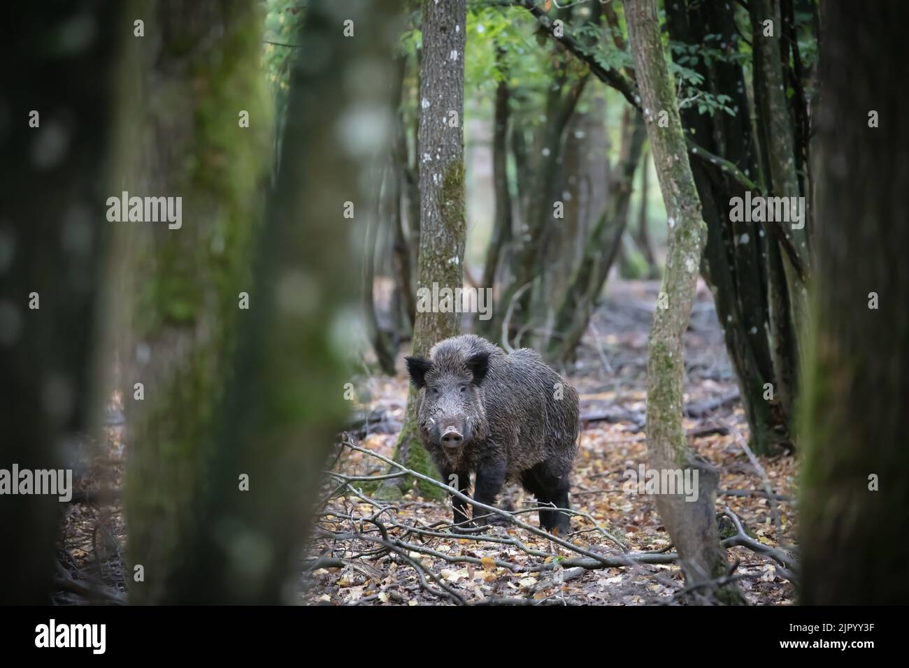 A wild boar in the woods with trees and chopped branches around Stock ...