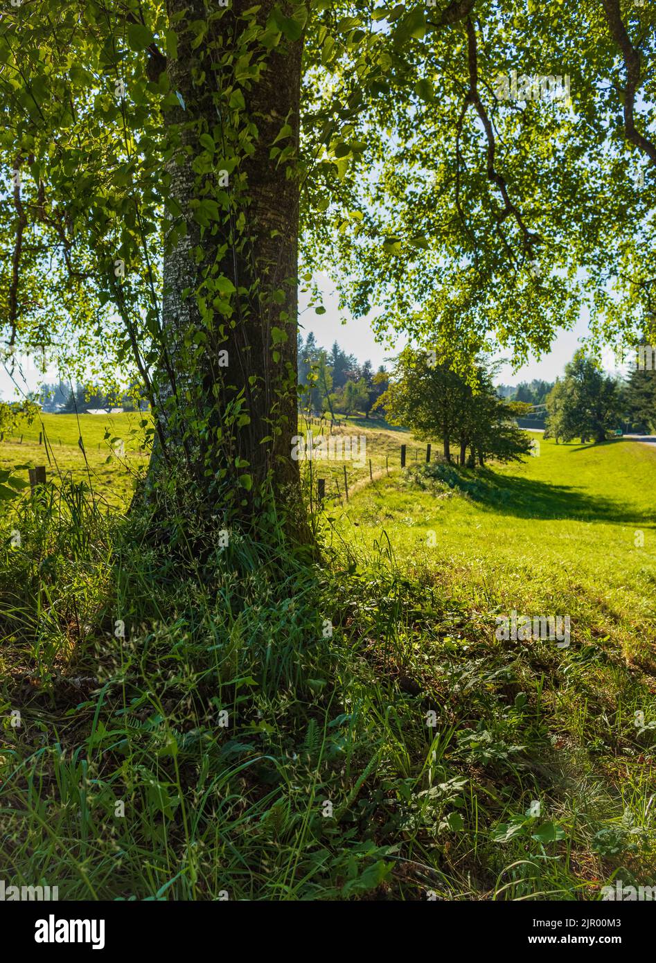 Beautiful view of rural park in countryside in British Columbia ...