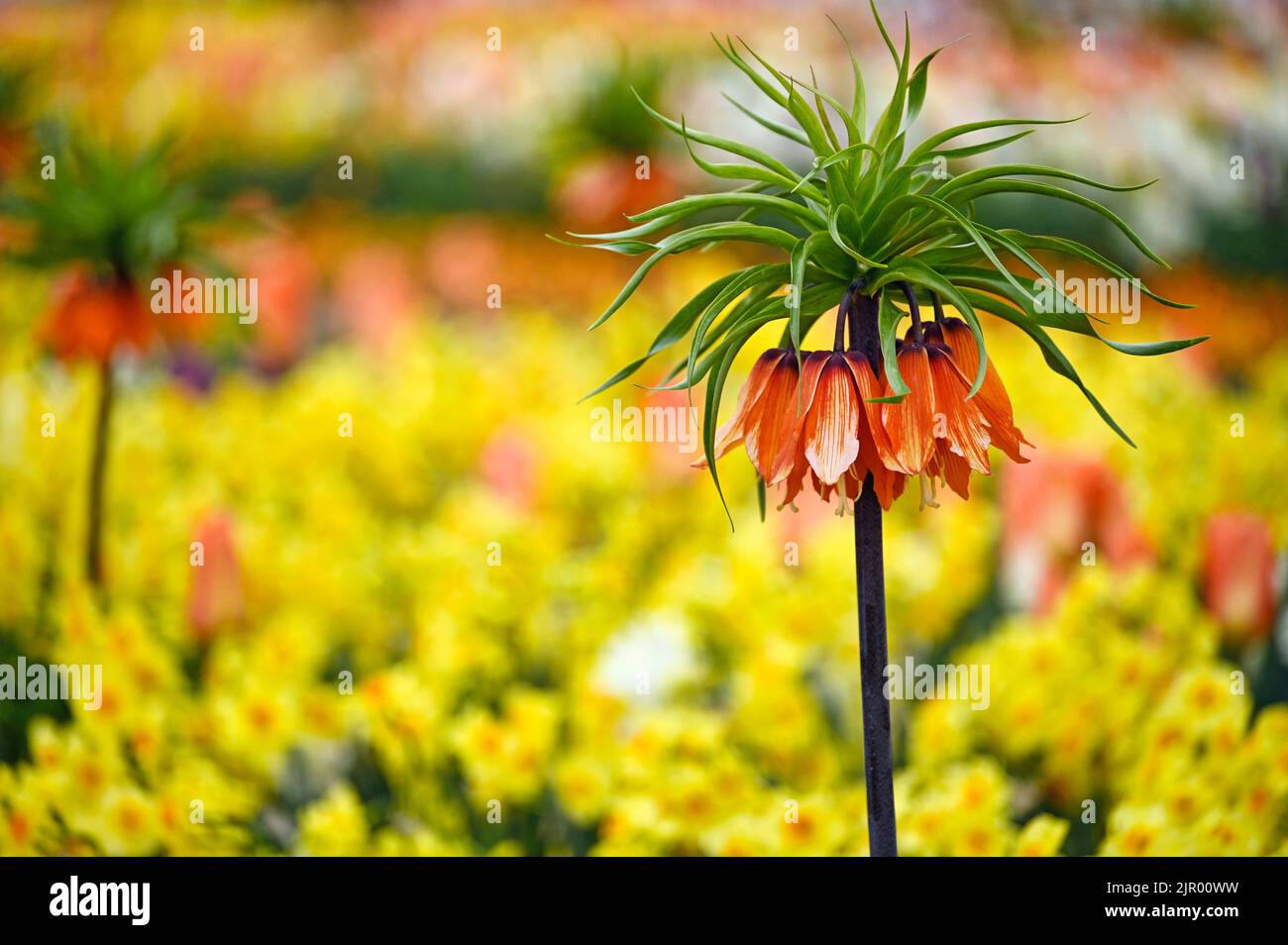 Kaisers crown flower hi-res stock photography and images - Alamy
