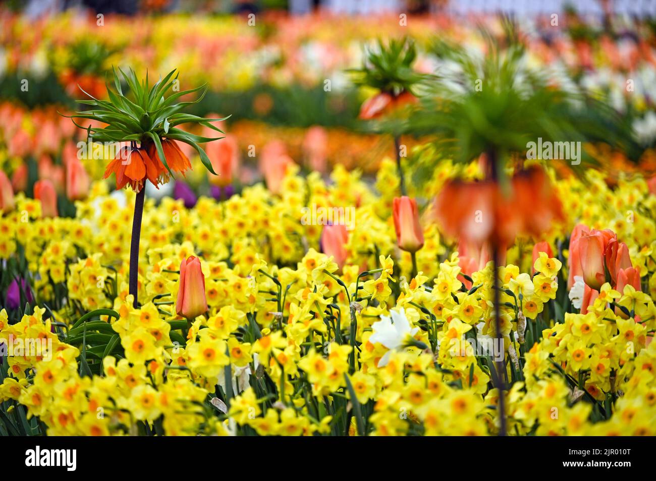 Kaiser's crown flower garden spring season nature background Stock ...