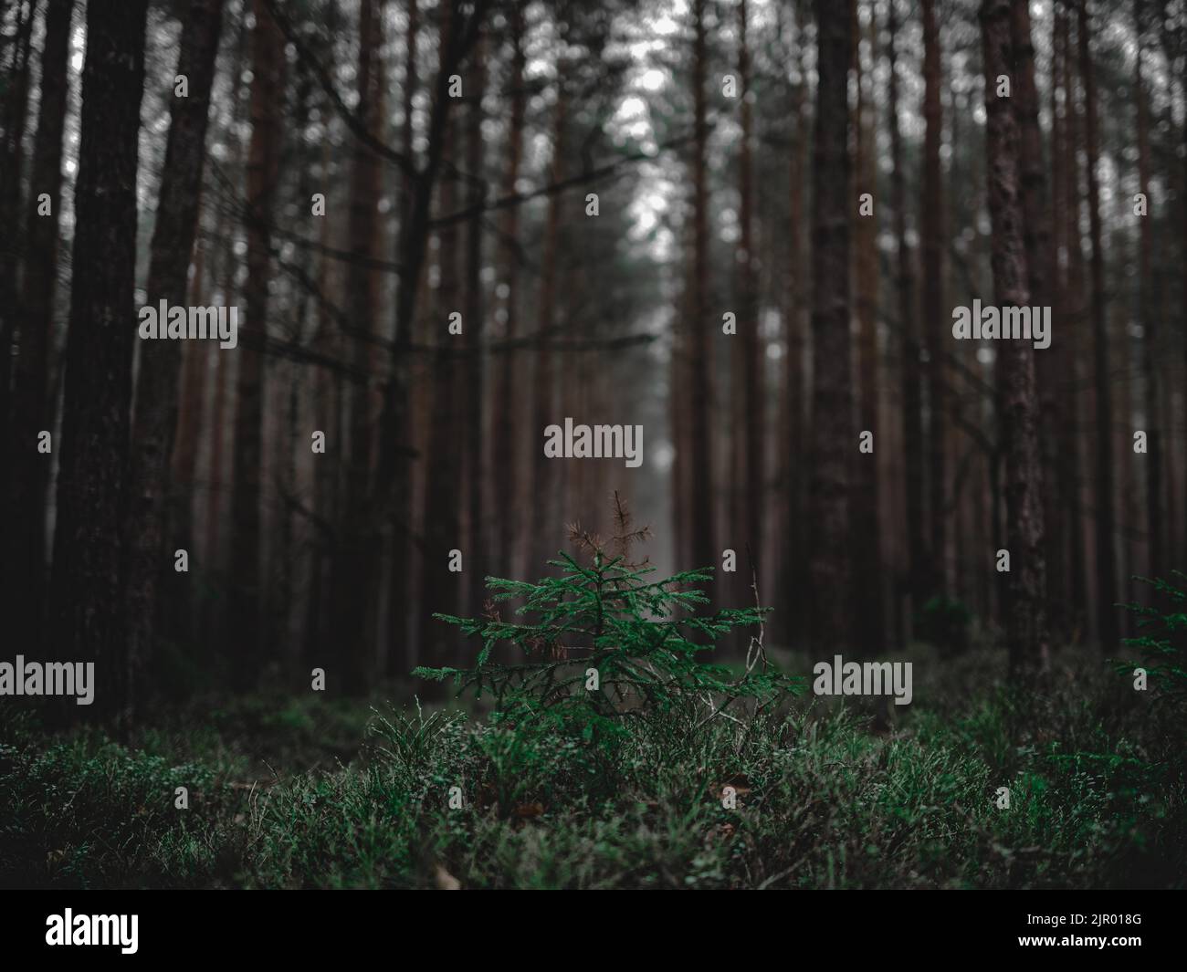 A path between pine trees in the forest Stock Photo - Alamy