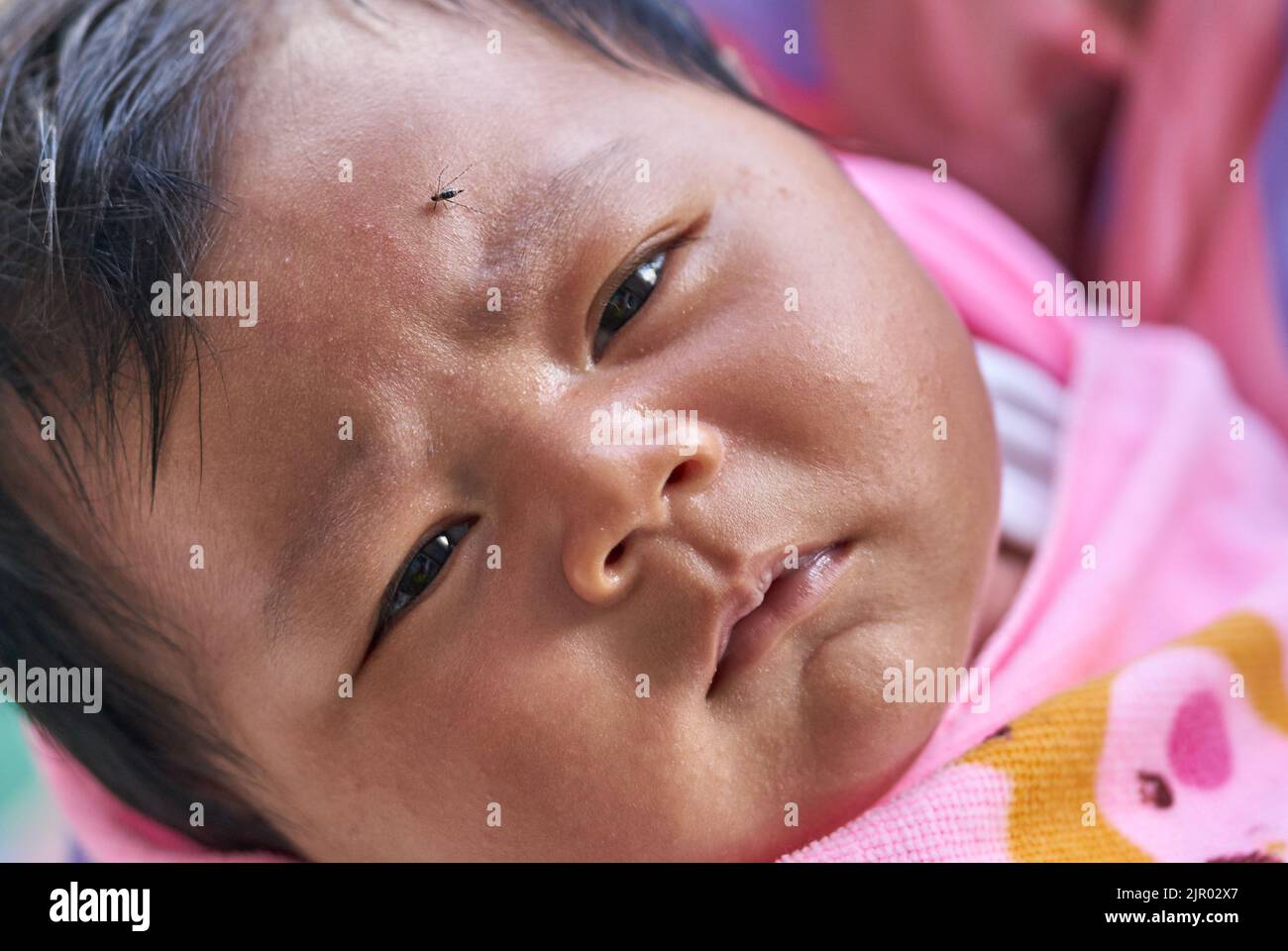 A baby girl with a mosquito on her forehead Stock Photo - Alamy