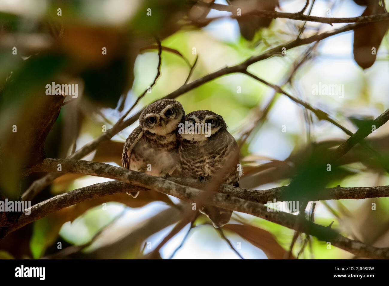 Spotted owlet is a species of small owl found commonly in India. These ...