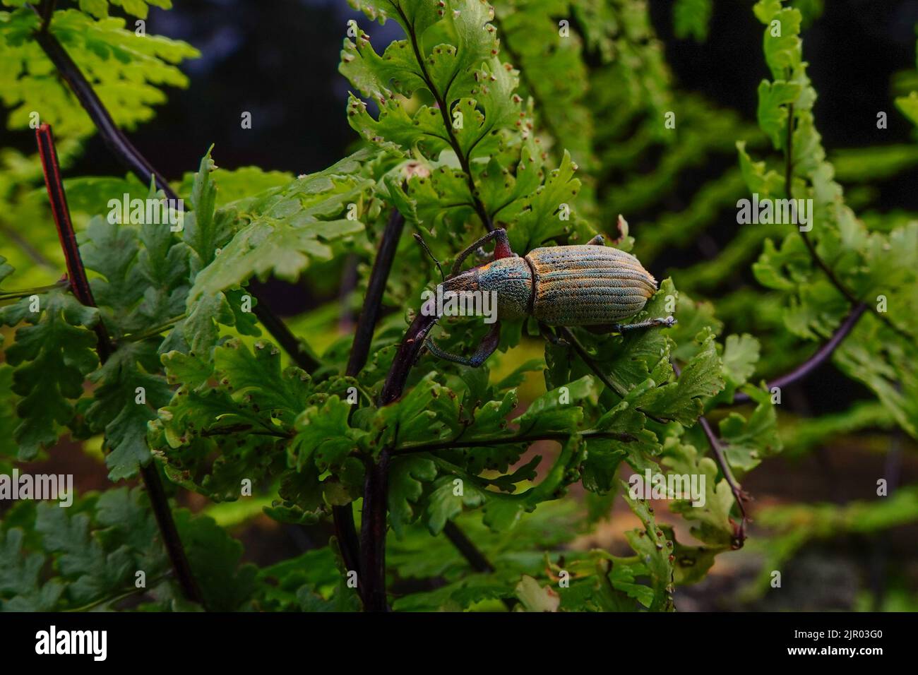 White pine weevil on the leaf with cut leaf. It is pest of various crop ...