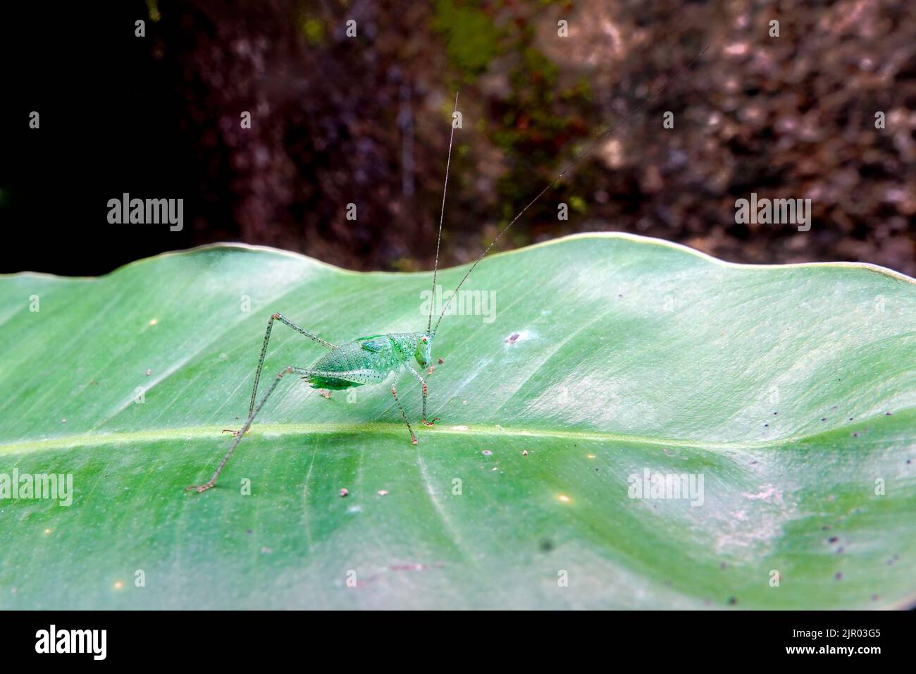 Large cricket and small cricket hi-res stock photography and images - Alamy