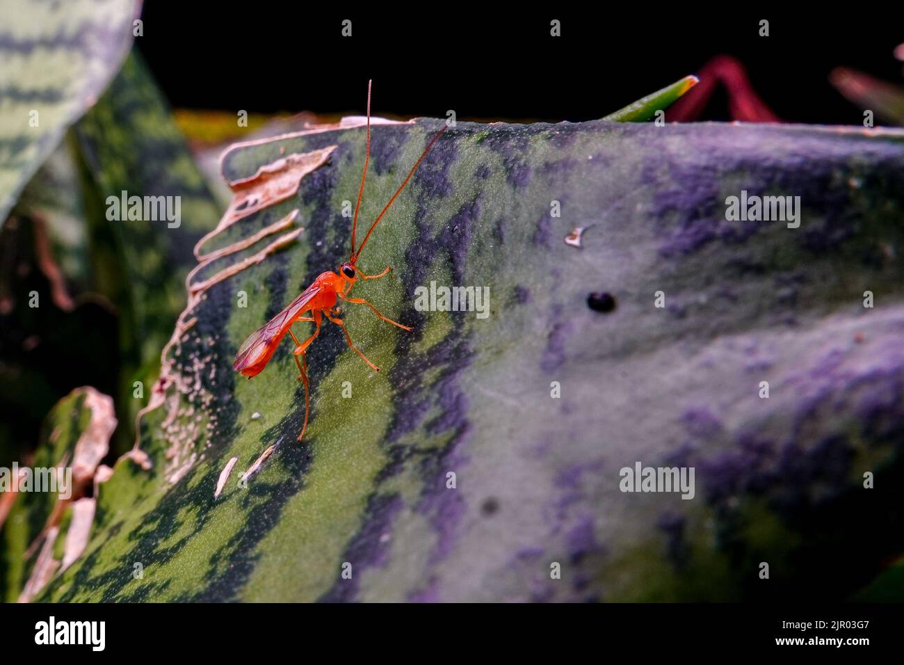 Macro photography, capturing close-up images in the wild of small ...