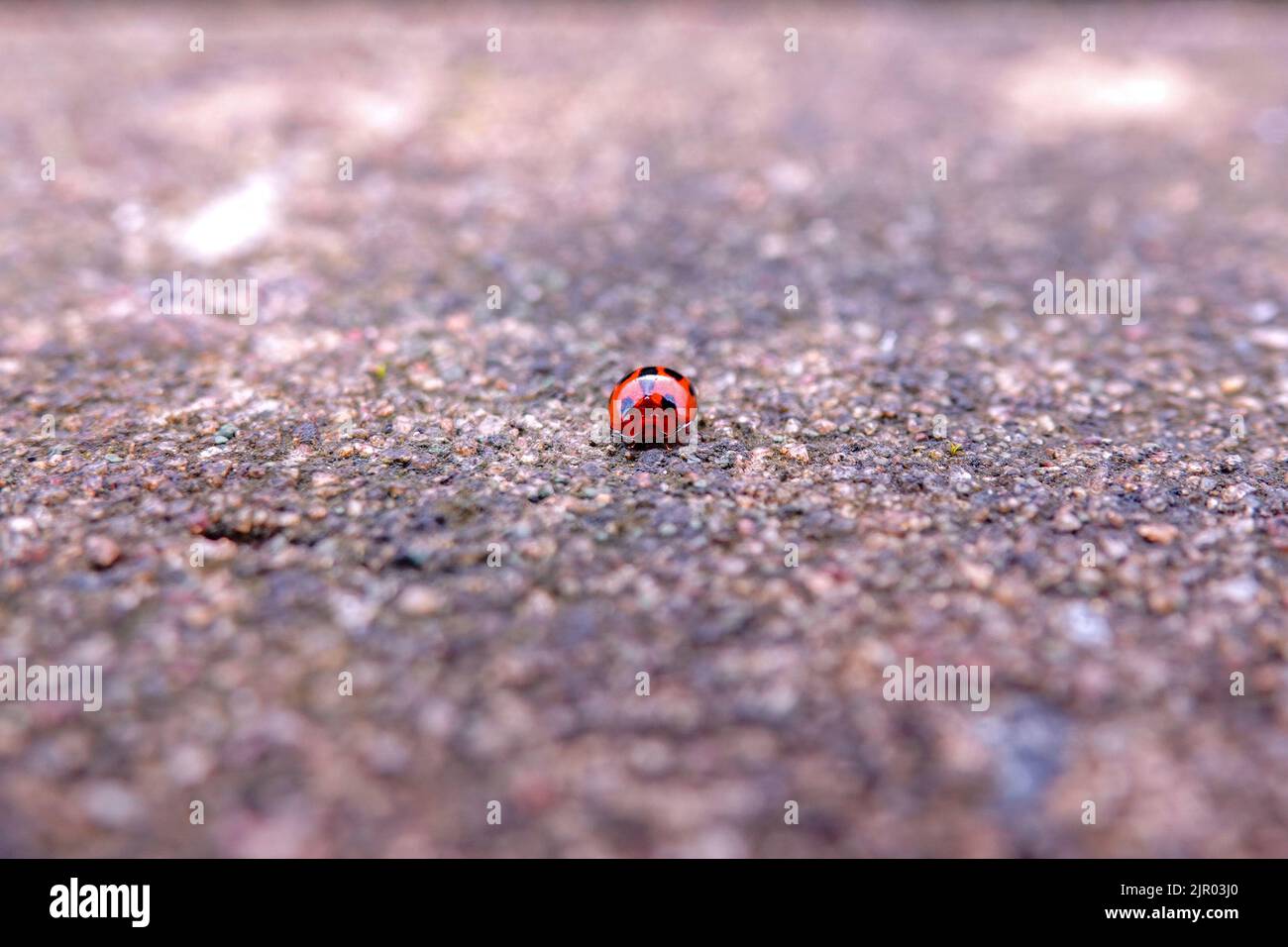 Little red ladybug insect on green Stock Photo - Alamy