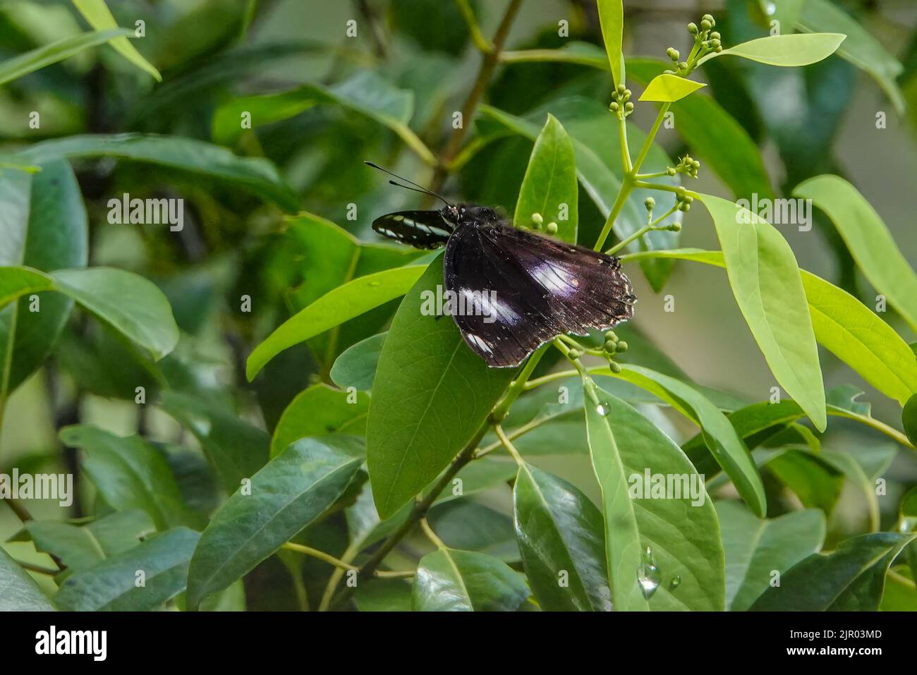 Blue Moon Butterfly: Capturing the Elegance of Nature's Masterpiece ...