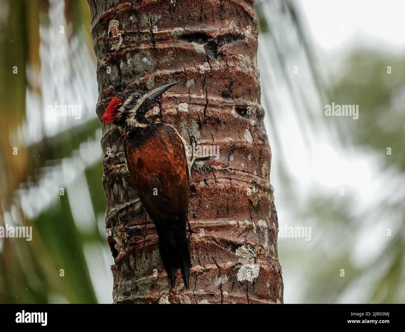 Black rumped flameback woodpeck hi-res stock photography and images - Alamy