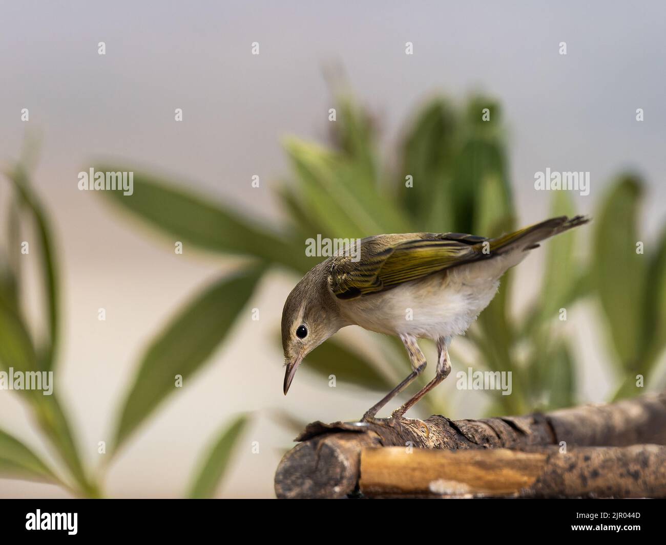 Western Bonelli's Warbler (Phylloscopus bonelli Stock Photo - Alamy