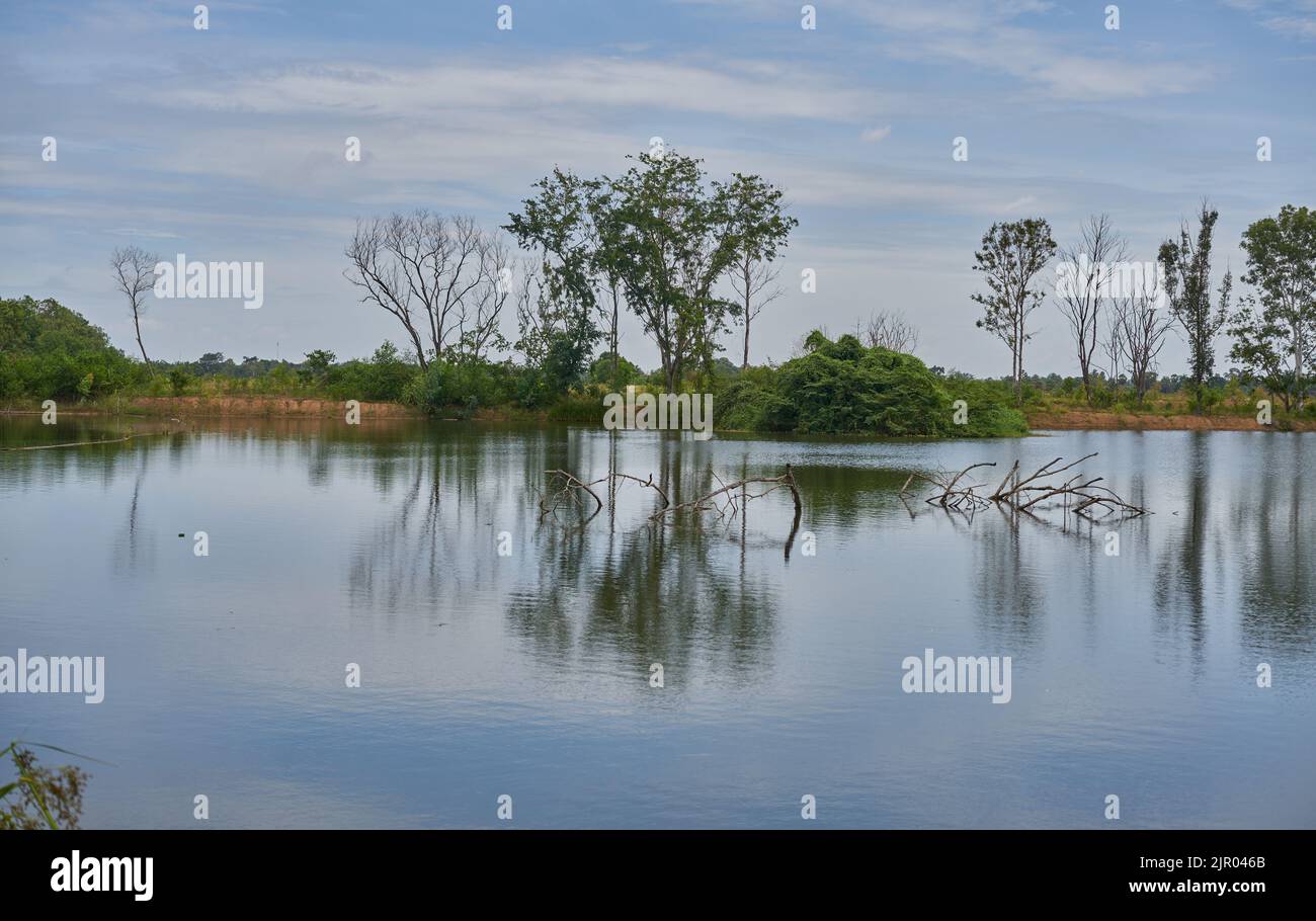 A dreamy tranquil lake with tall trees, reflections and pale blue sky ...