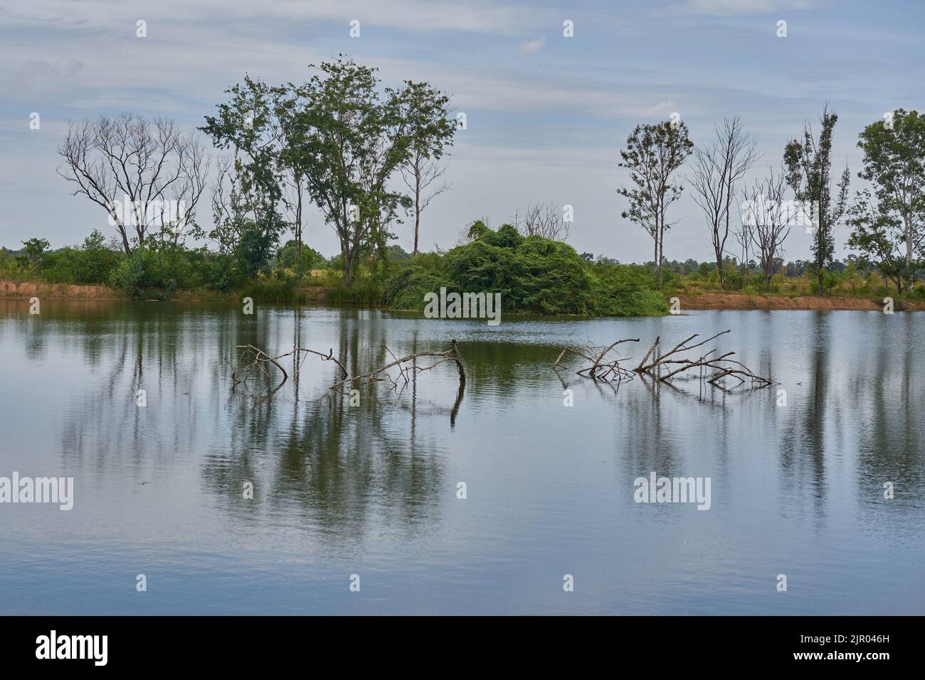 Light reflections on a tree hi-res stock photography and images - Alamy