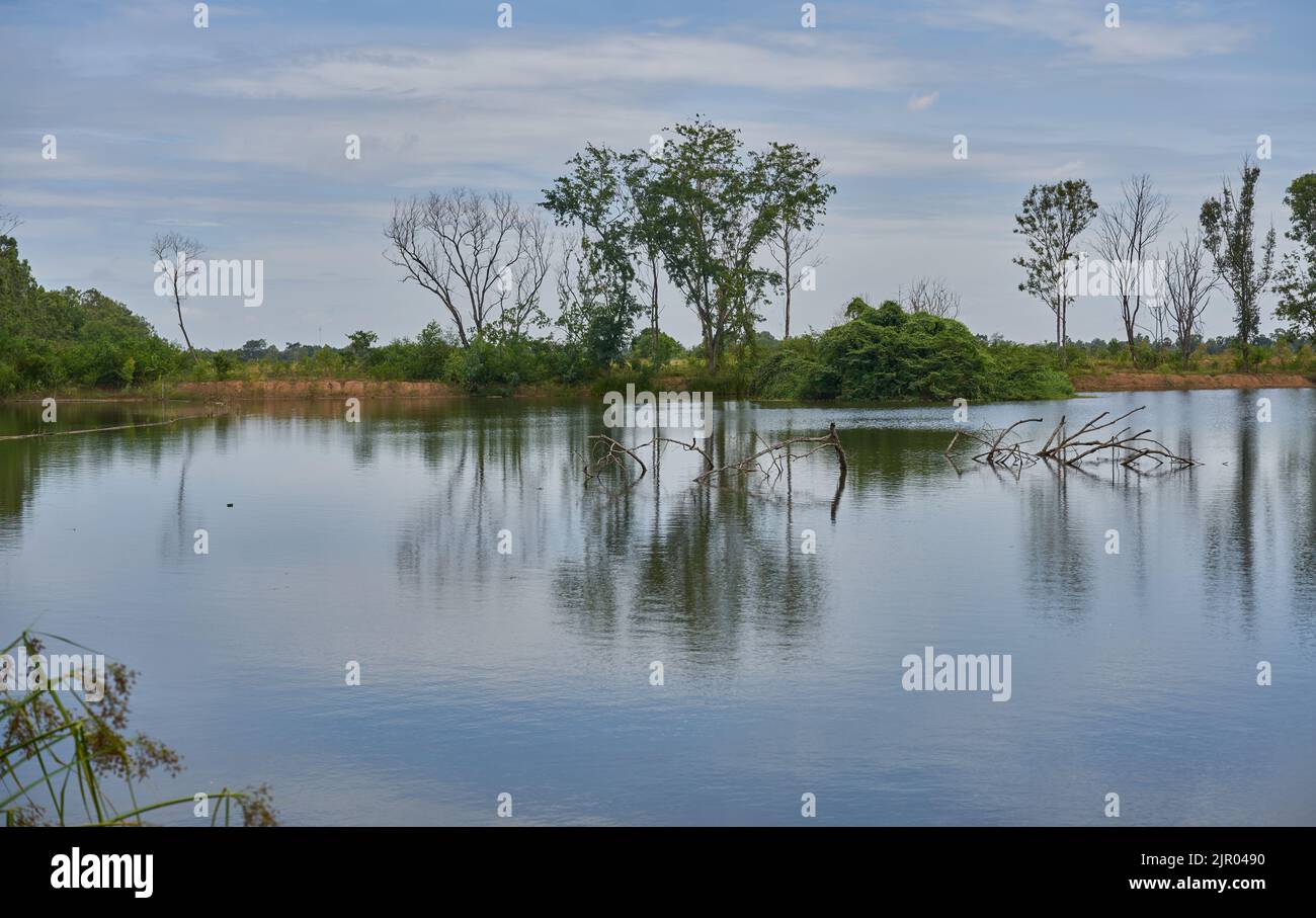 A dreamy tranquil lake with tall trees, reflections and pale blue sky ...