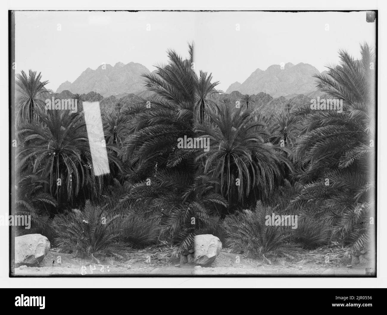 To Sinai via the desert. Luxurious palm grove in Wady Feiran Stock ...