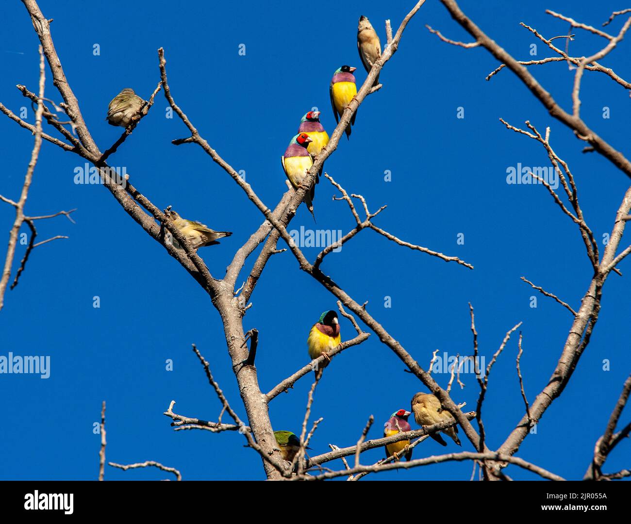 Wild Gouldian finches perched in tree Stock Photo - Alamy