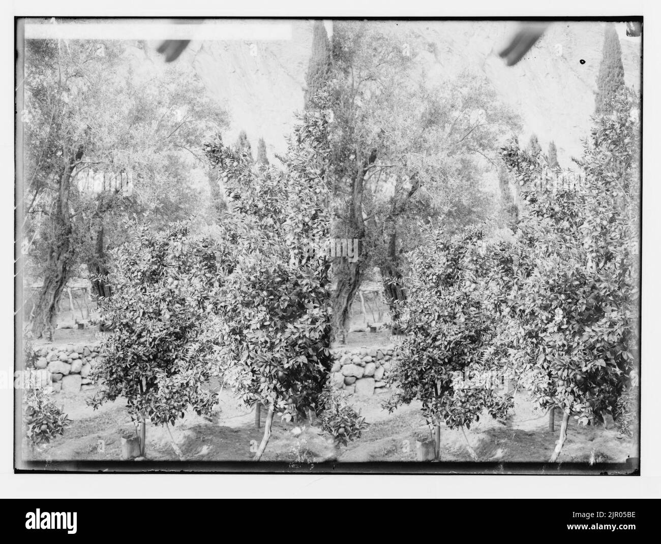To Sinai via the Red Sea, Tor, and Wady Hebran. Orange and olive trees ...