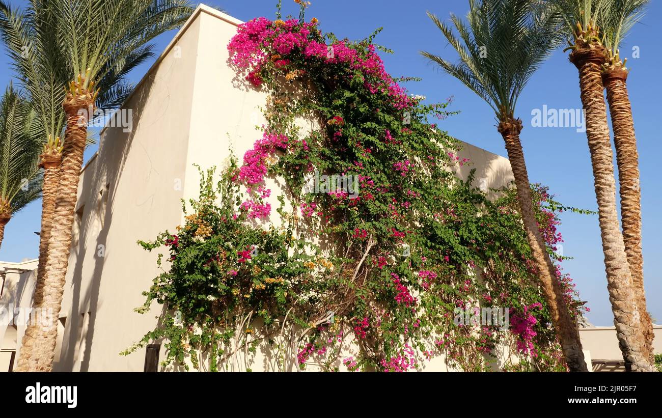 building braided with greenery. Bougainvillea paper flowers. Pink ...