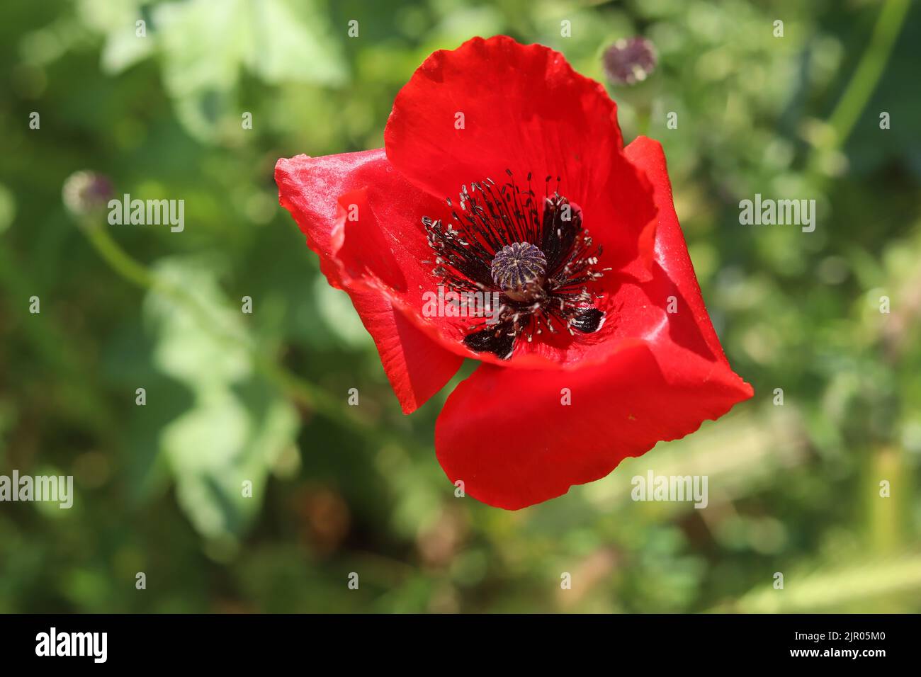 A red poppy Stock Photo - Alamy