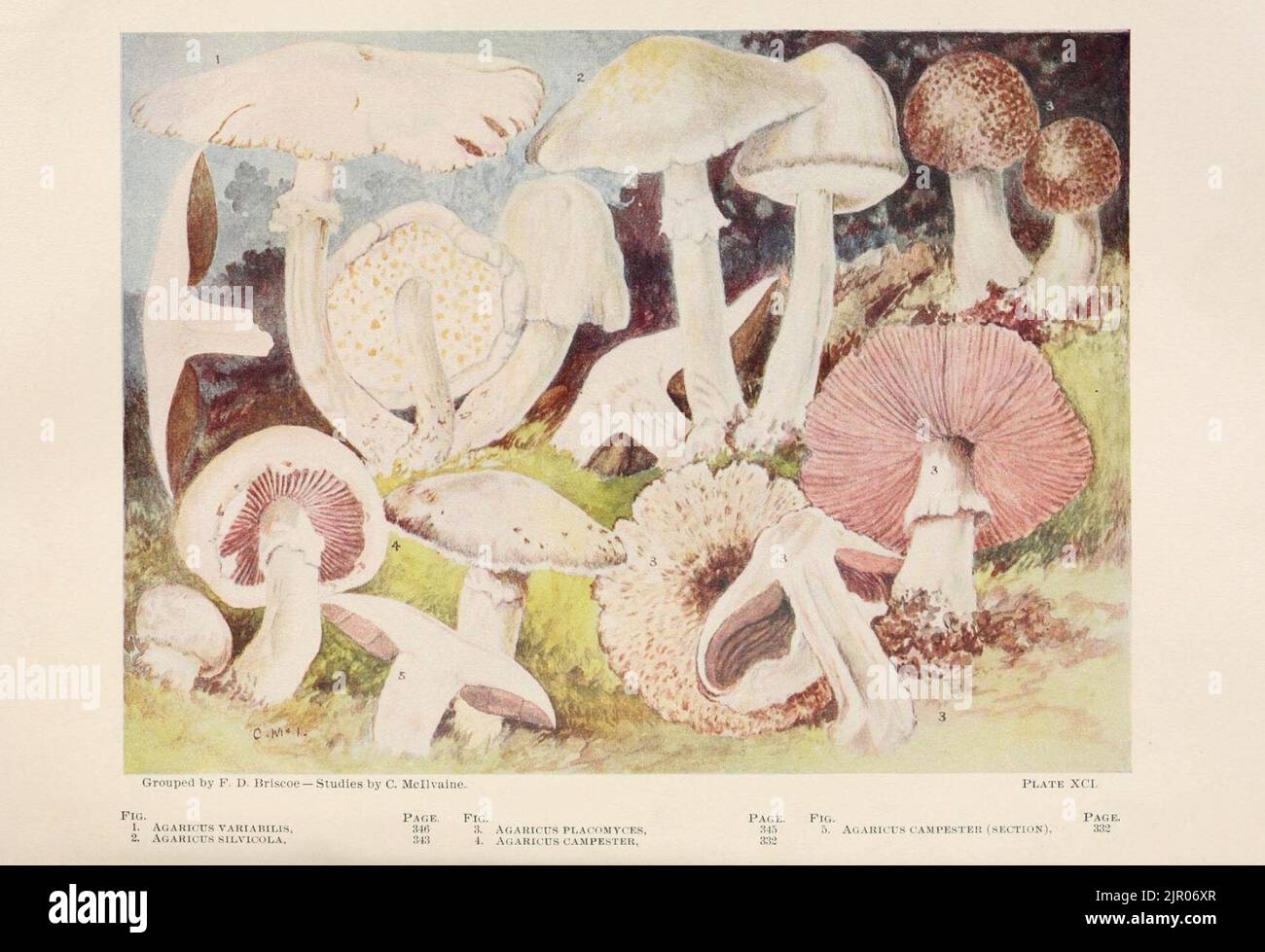 Toadstools, mushrooms, fungi, edible and poisonous (Plate XCI ...